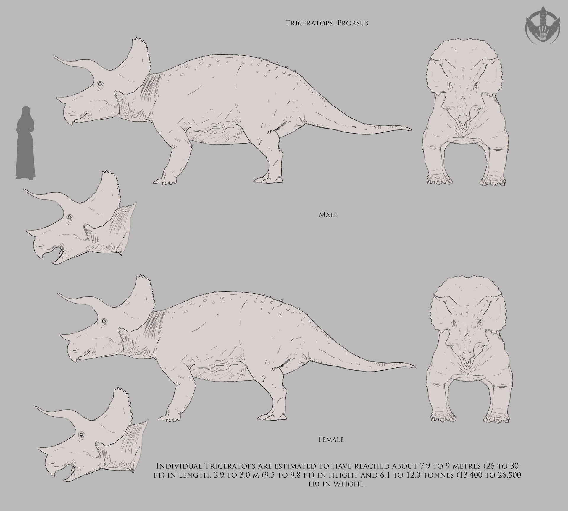 Joshua Dunlop - Triceratops sketches