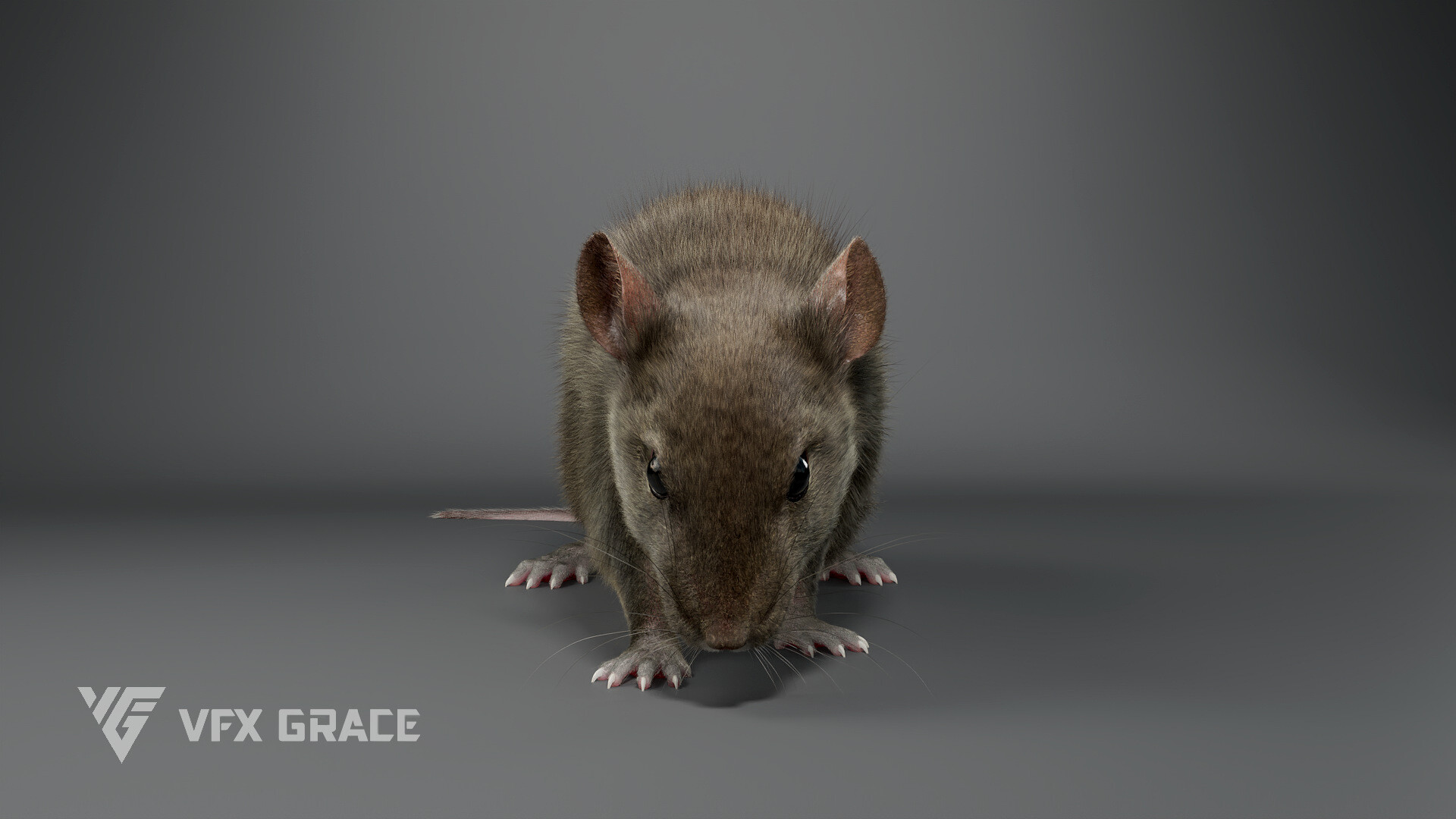 VFX models - Rat Animated - MAYA Character Asset