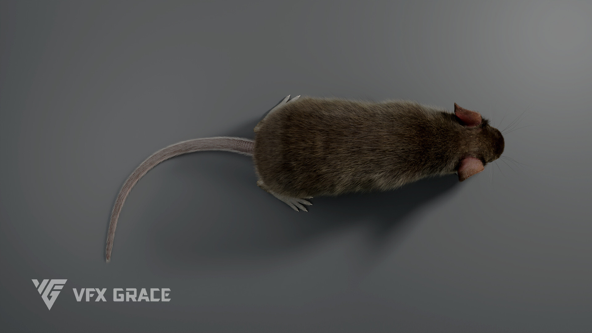VFX models - Rat Animated - MAYA Character Asset