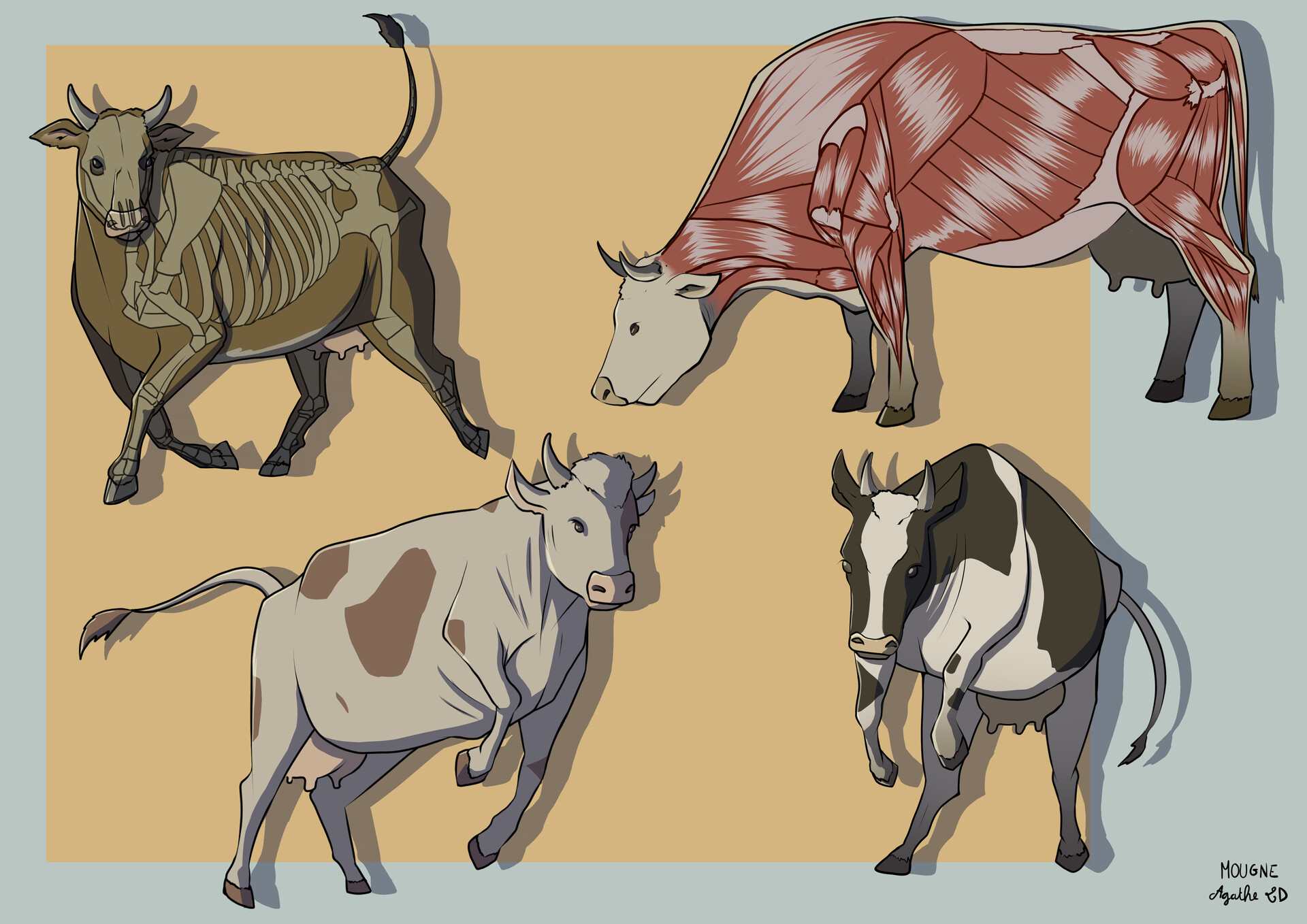 ArtStation - Planche anatomique vache