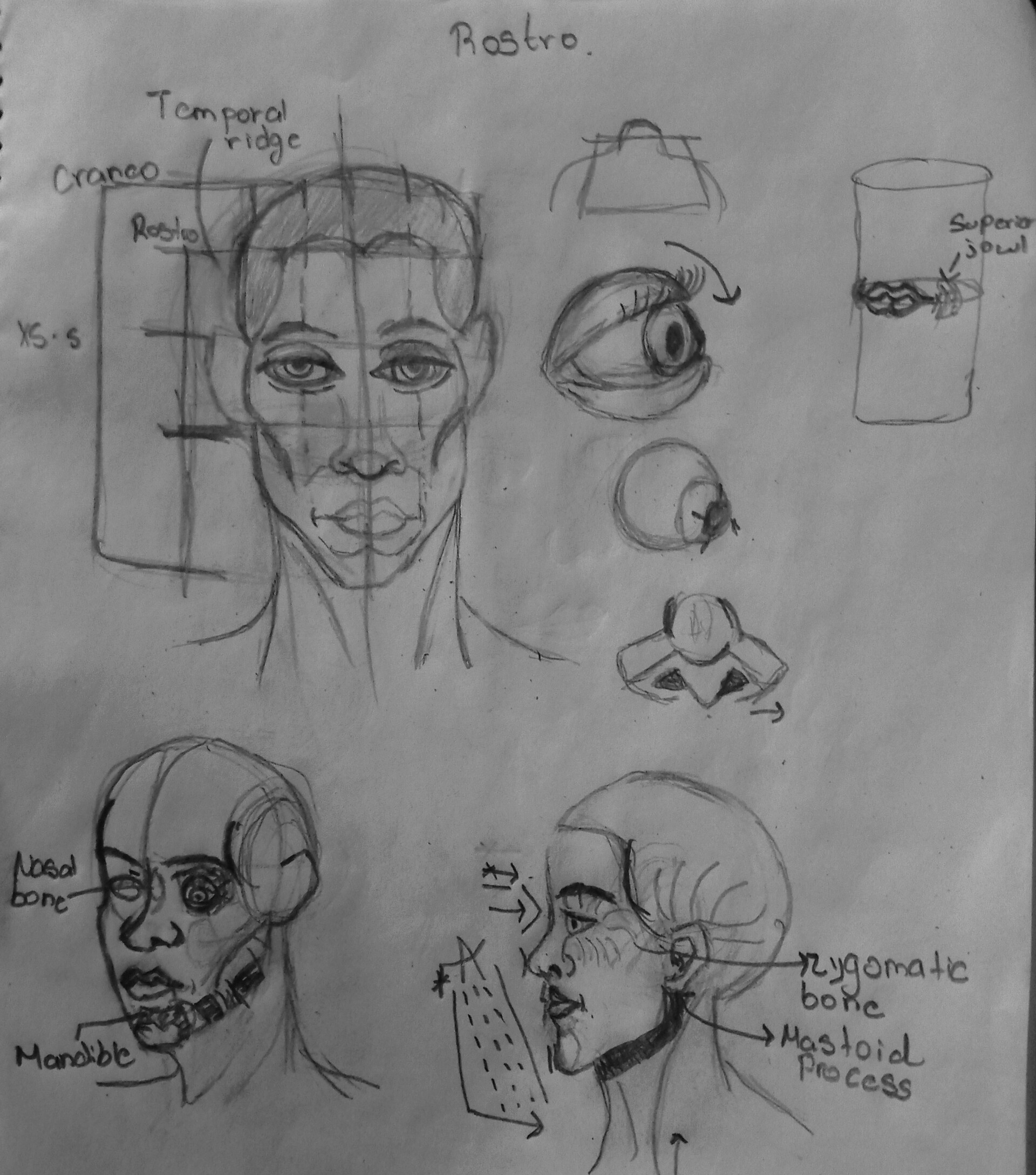 ArtStation - Rostro (anatomía apuntes)