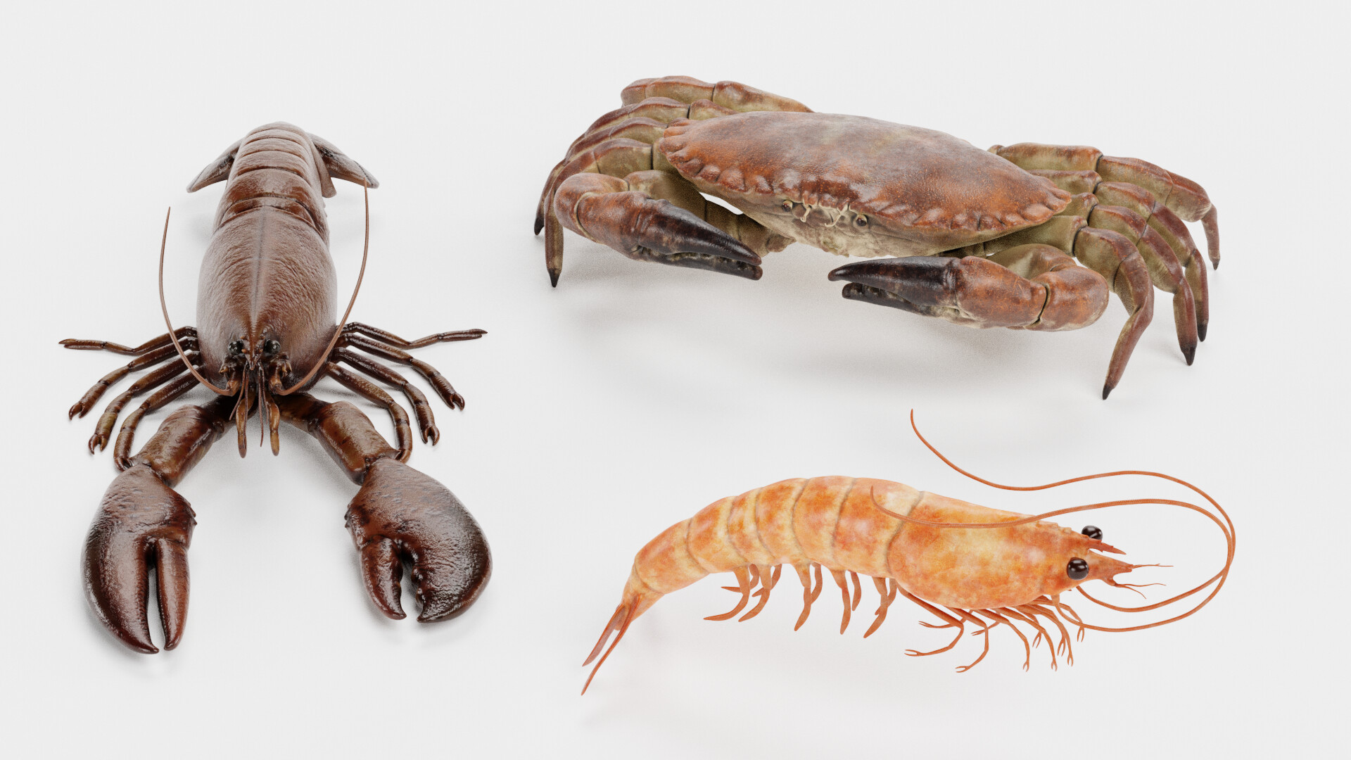 Michael Bescec - Collection of 3D Crustaceans