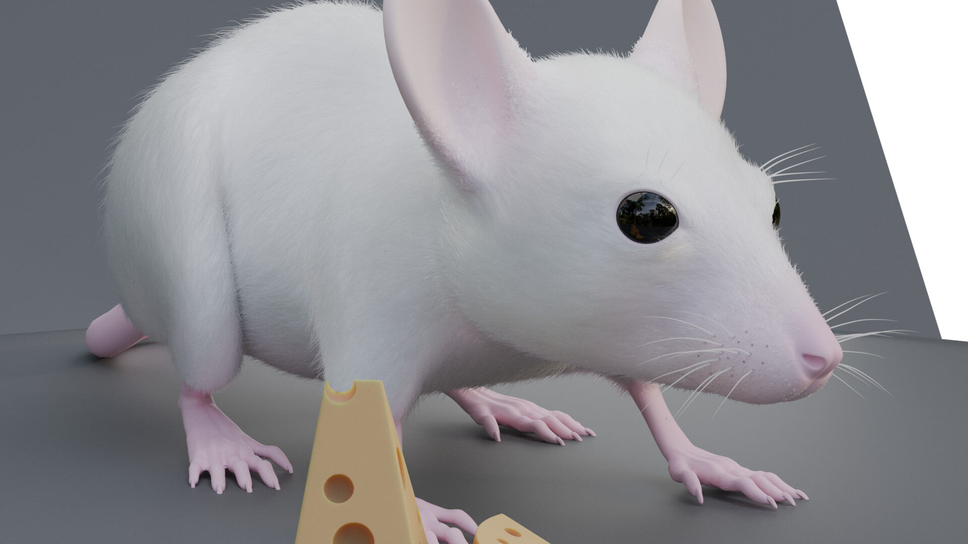 Ashish Dhiman - White Mouse