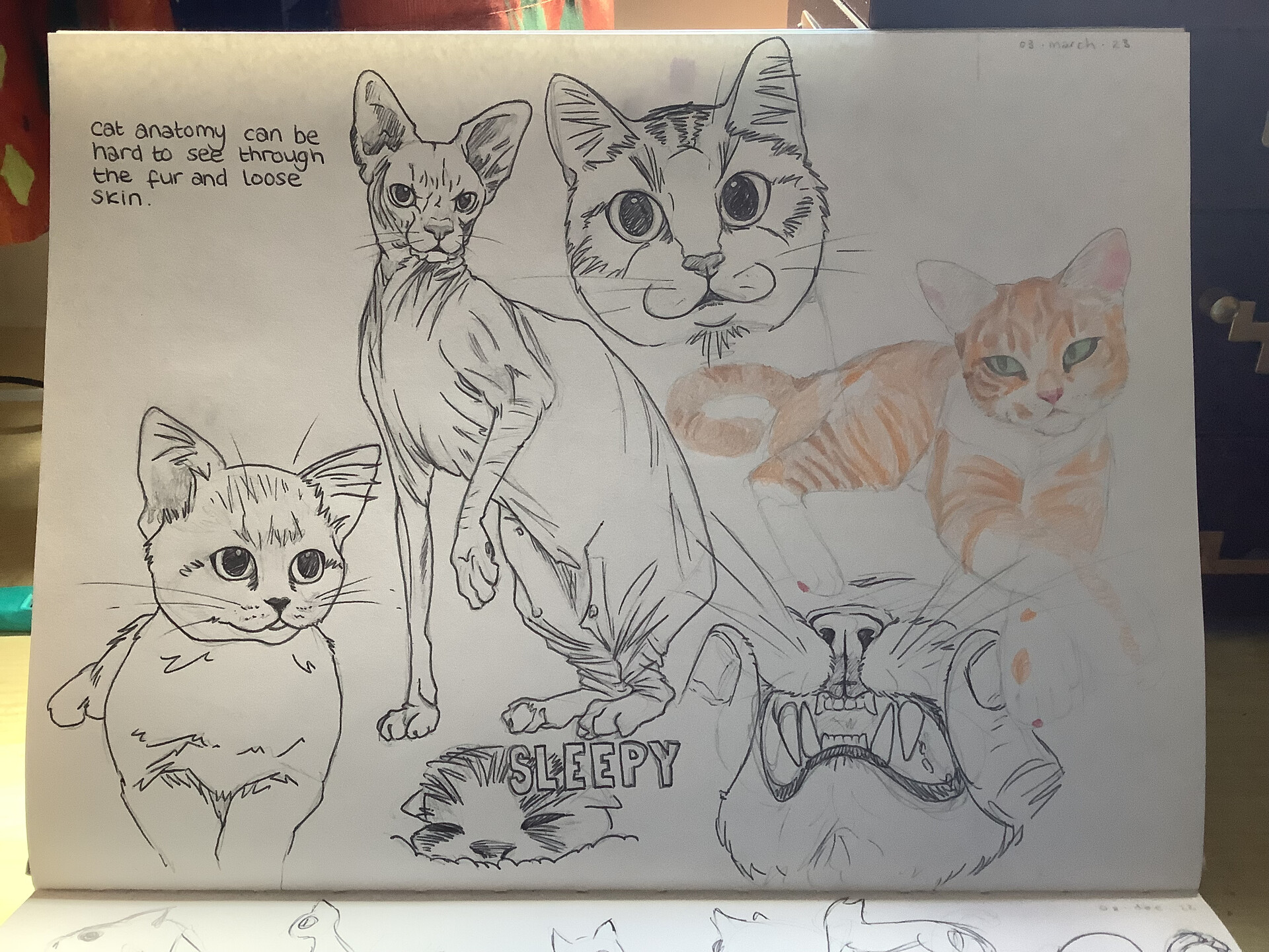 ArtStation - Art Journal - Cat