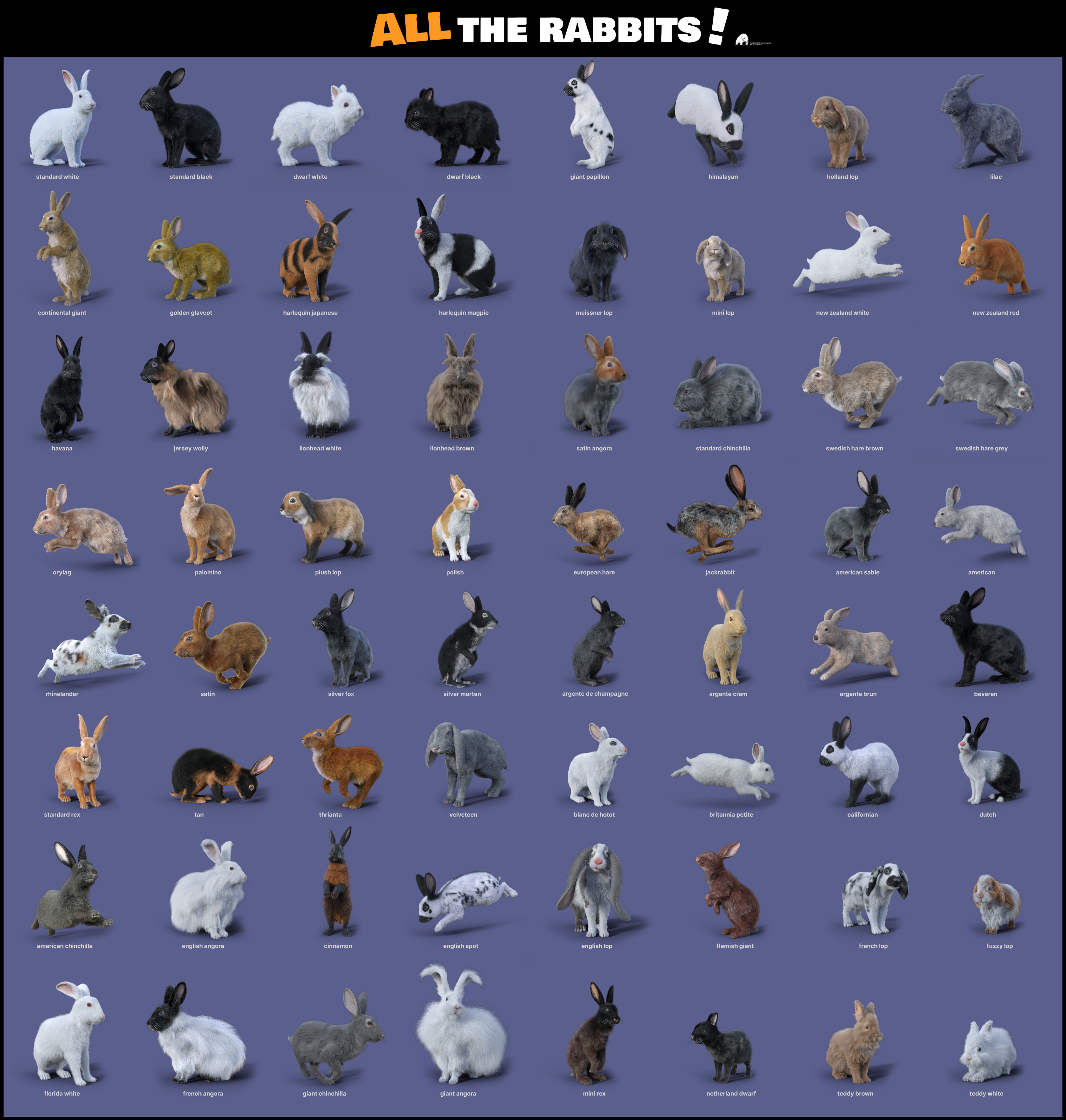 Dear Alessandro, What About the Rabbit? (Answered, Yay!) - Daz 3D Forums