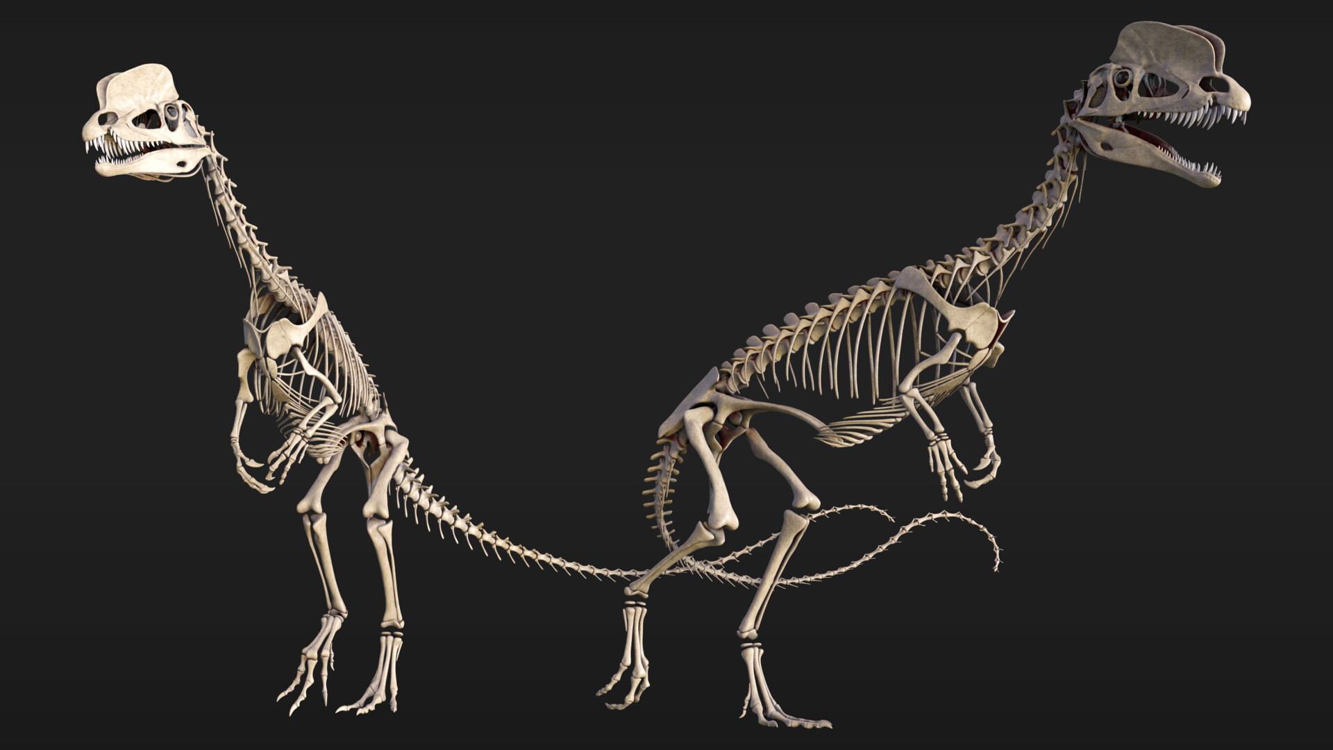 dilophosaurus skeleton