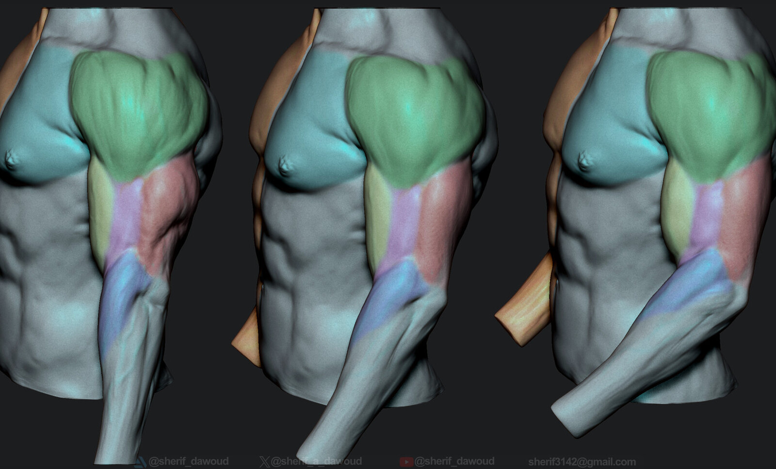 Sherif Dawoud | 3D Game Artist - Triceps Motion study - Timelapse [Zbrush]