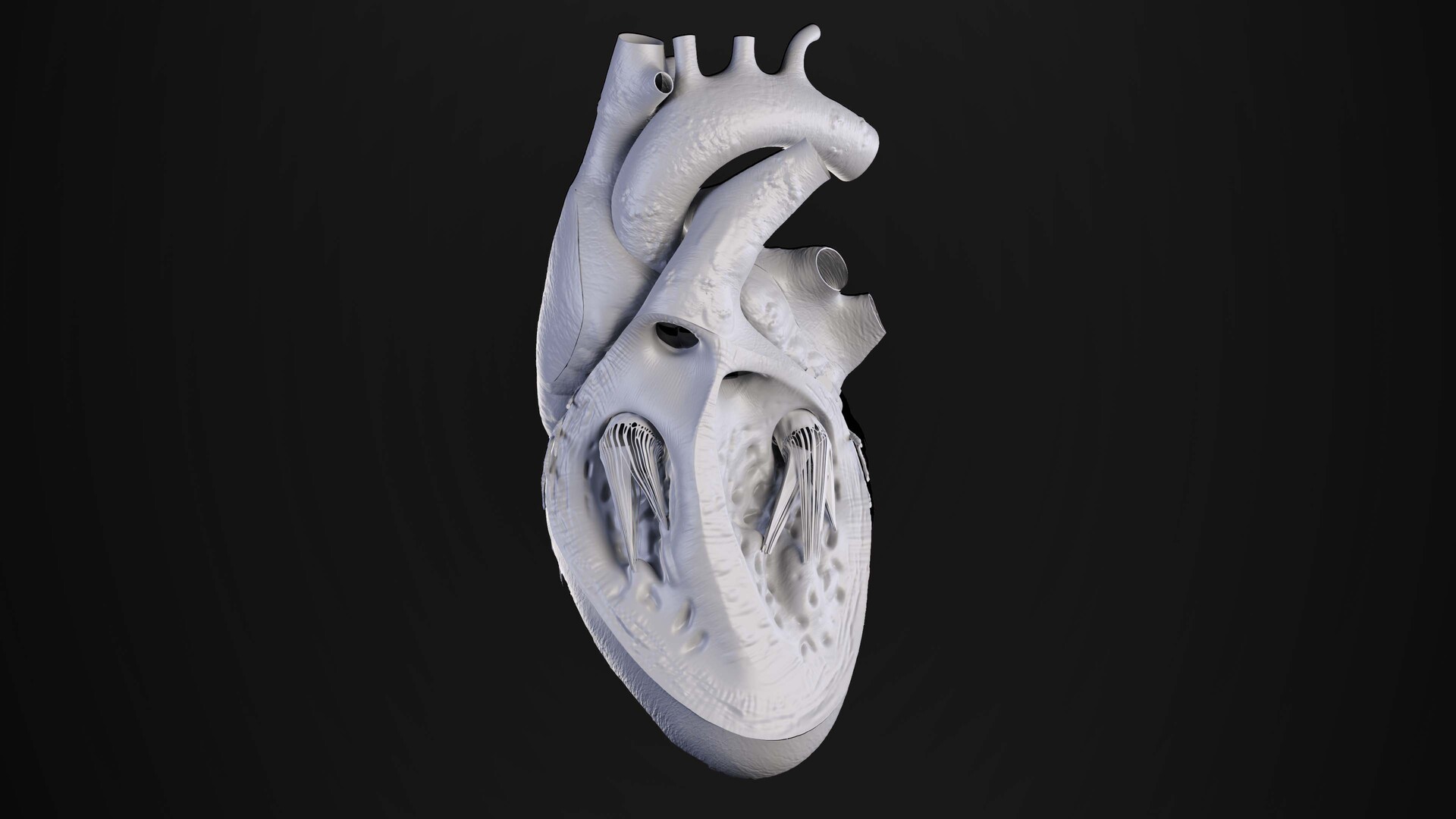 ArtStation - Human Heart Sculpt