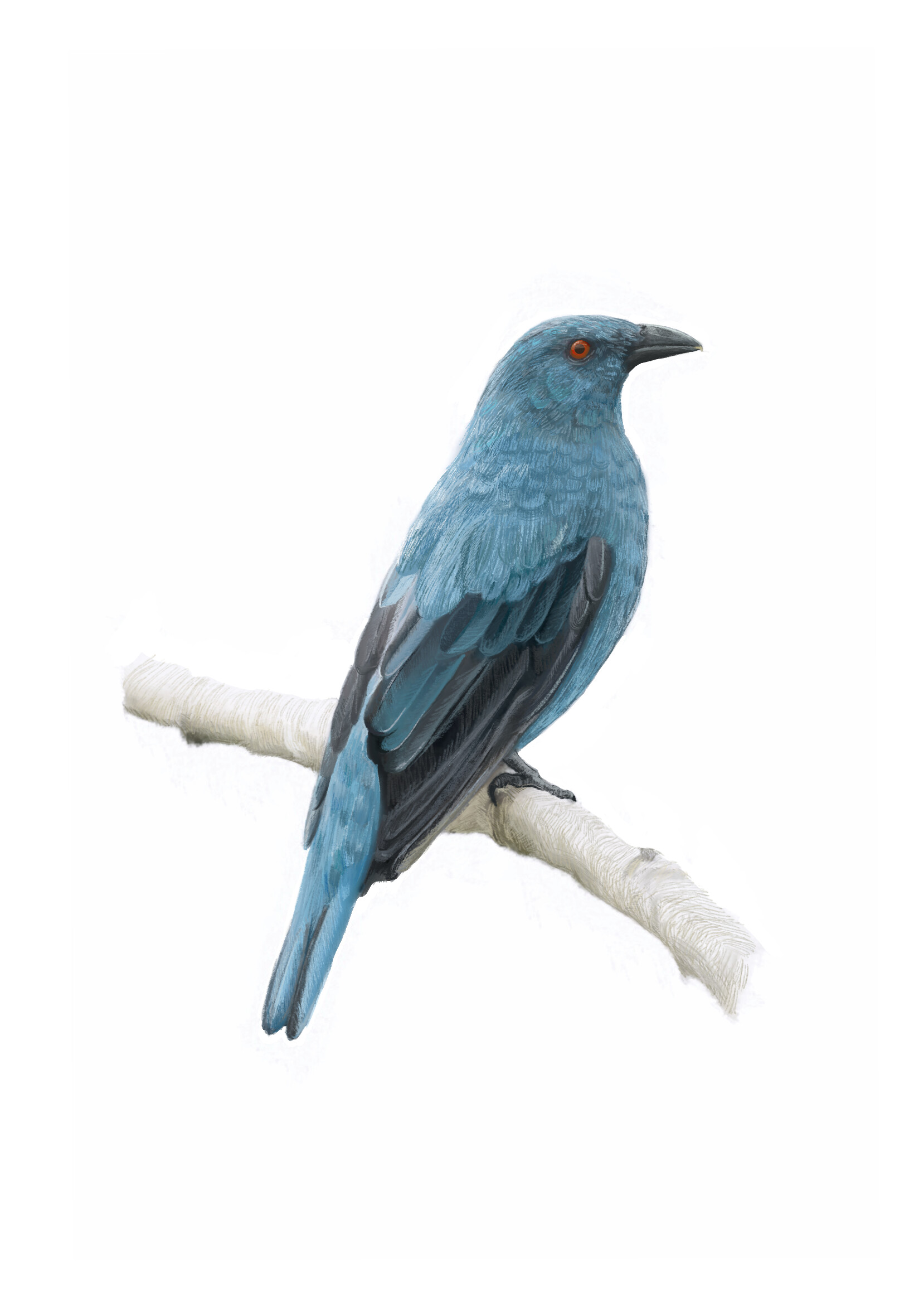 ArtStation - Asian fairy-bluebird