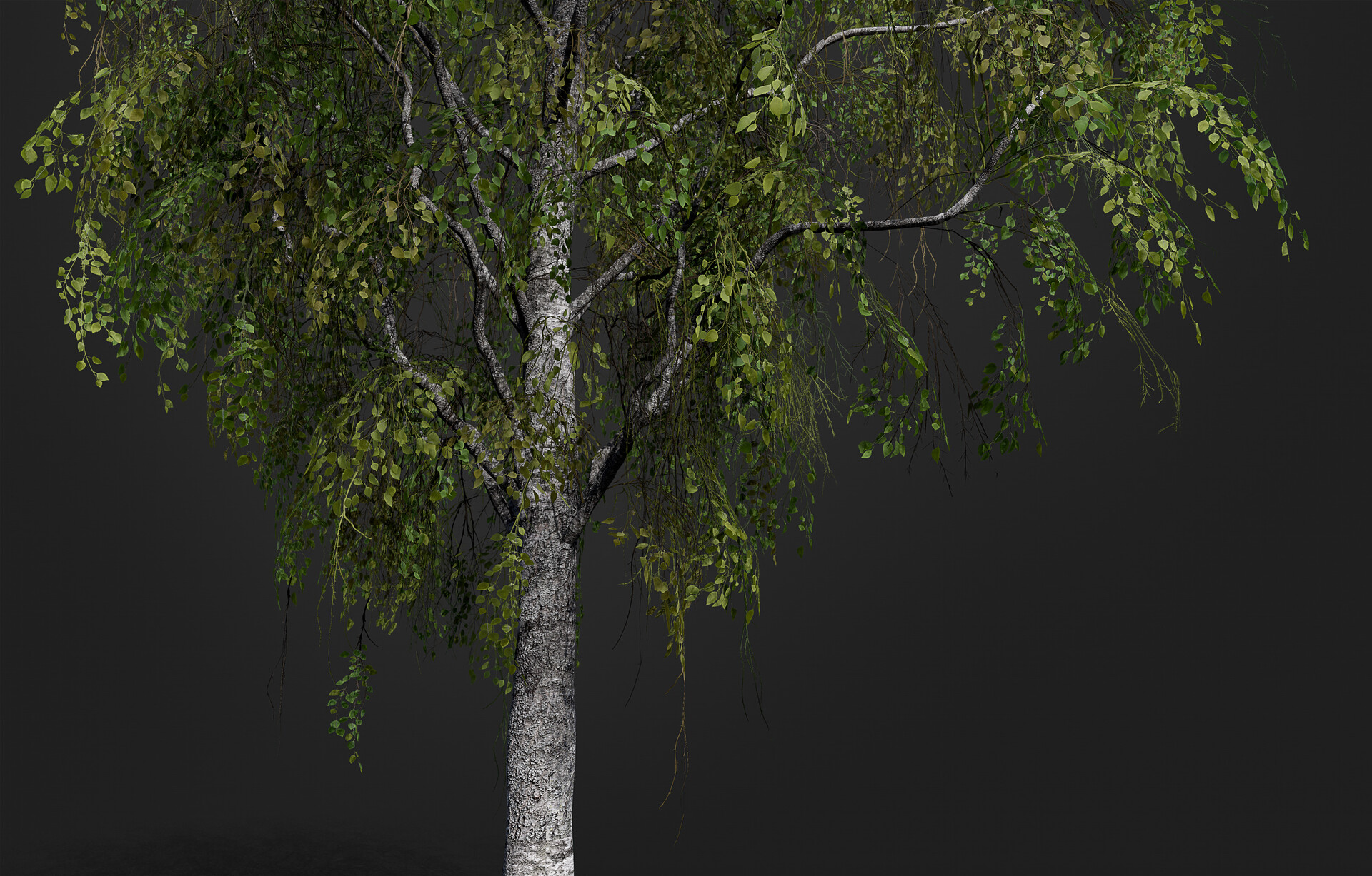 ArtStation - Silver Birch