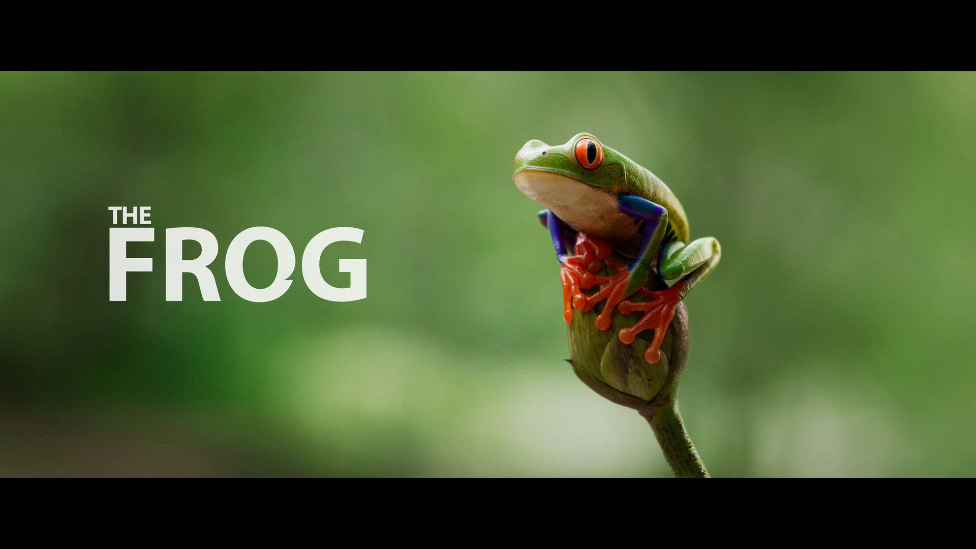 ArtStation - The frog