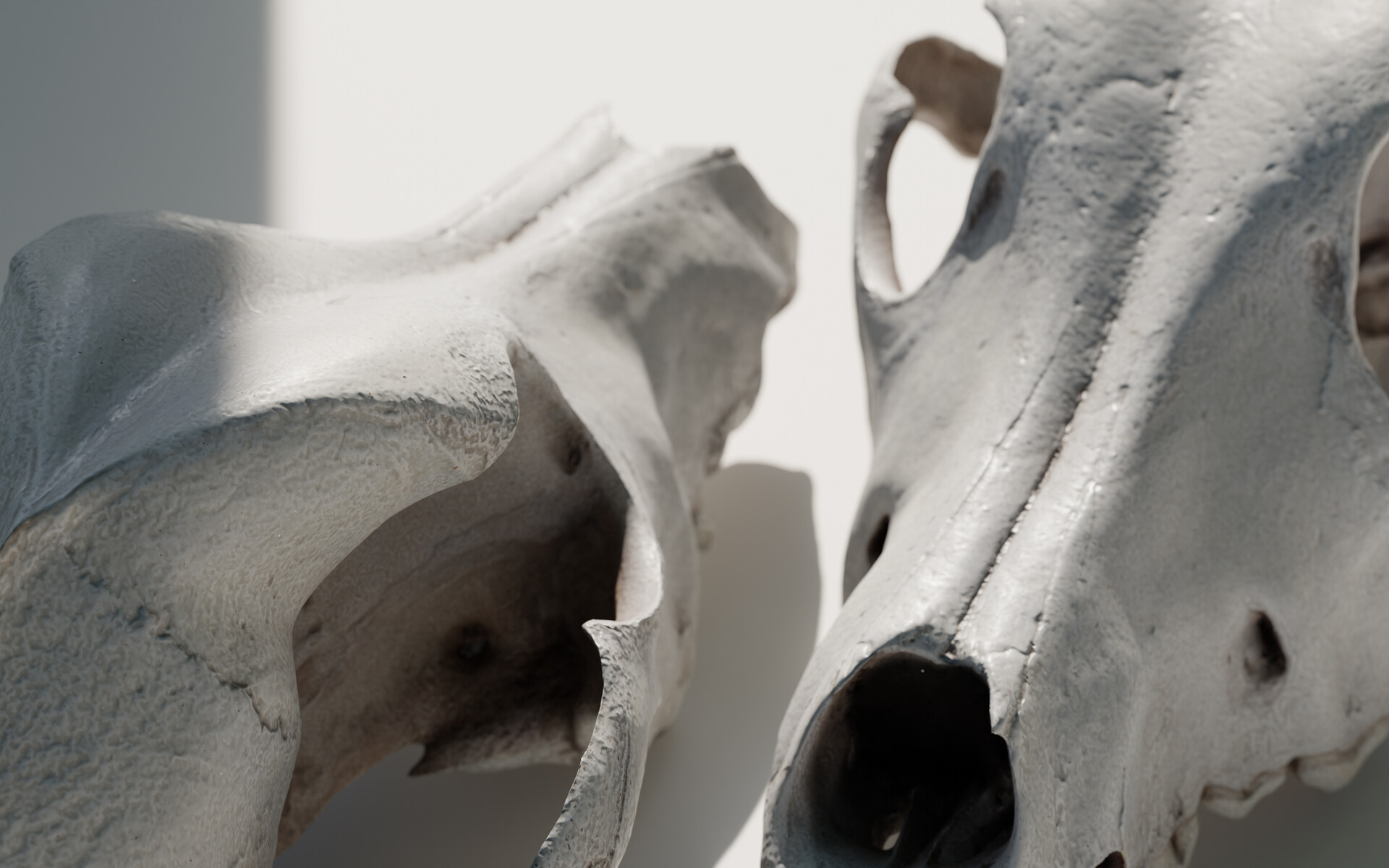 Mikita Stoika - Dogs skull