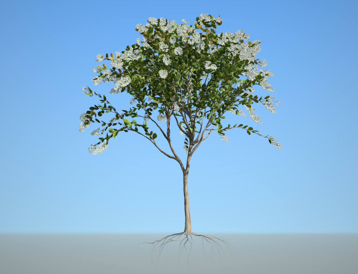 ArtStation - Early Bird White Crape Myrtle