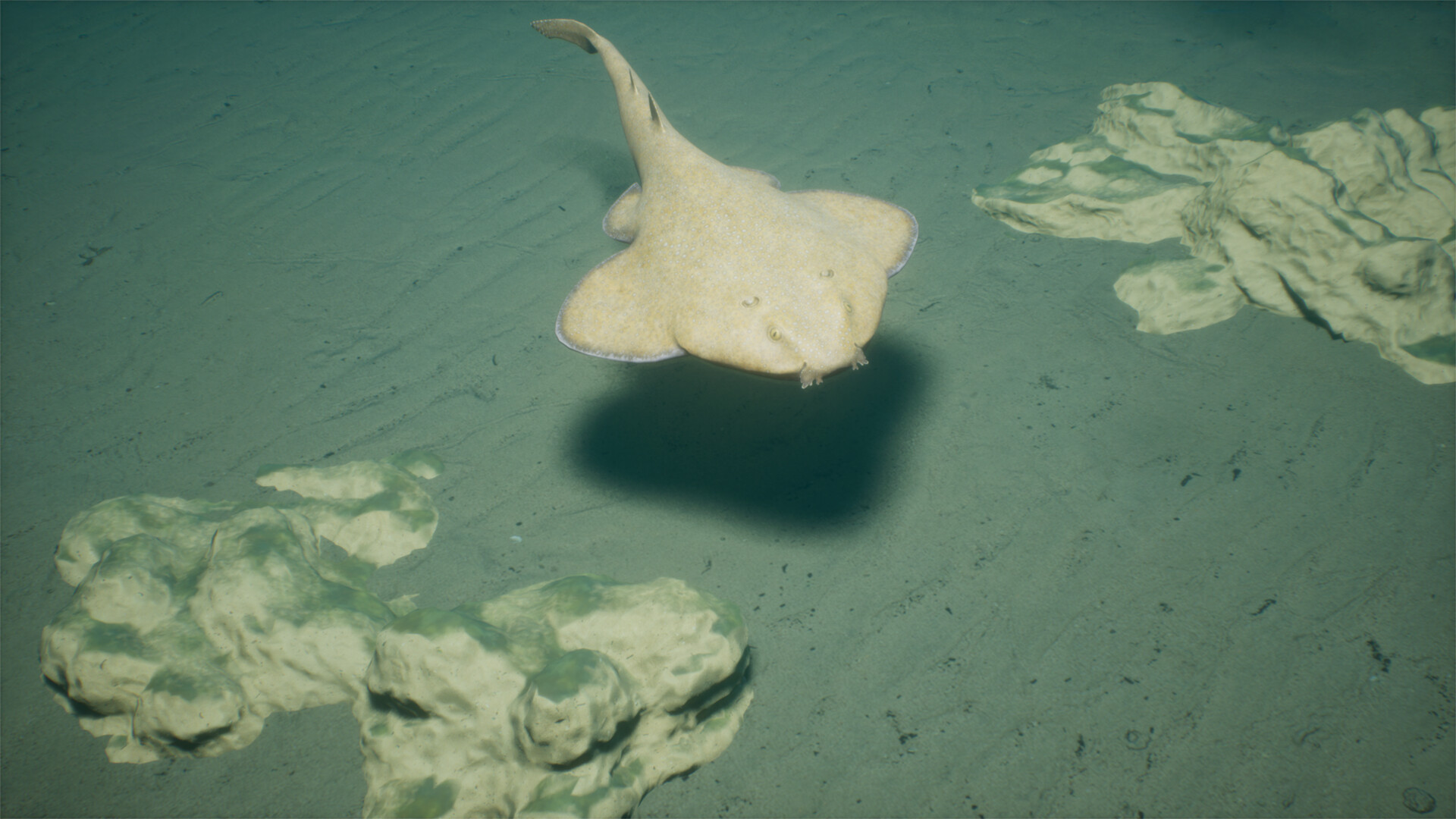 Daniel Rosa - Cambric Ocean Creatures