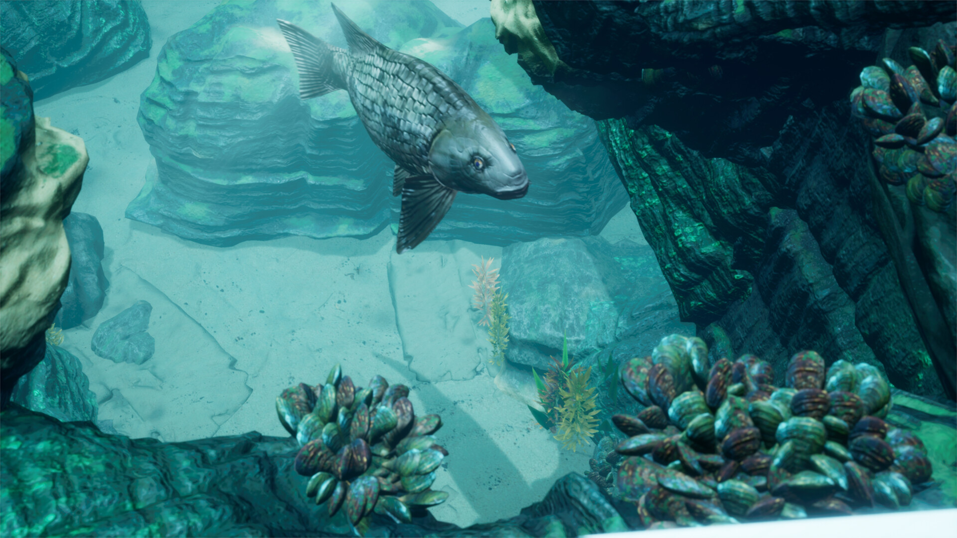 Daniel Rosa - Cambric Ocean Creatures