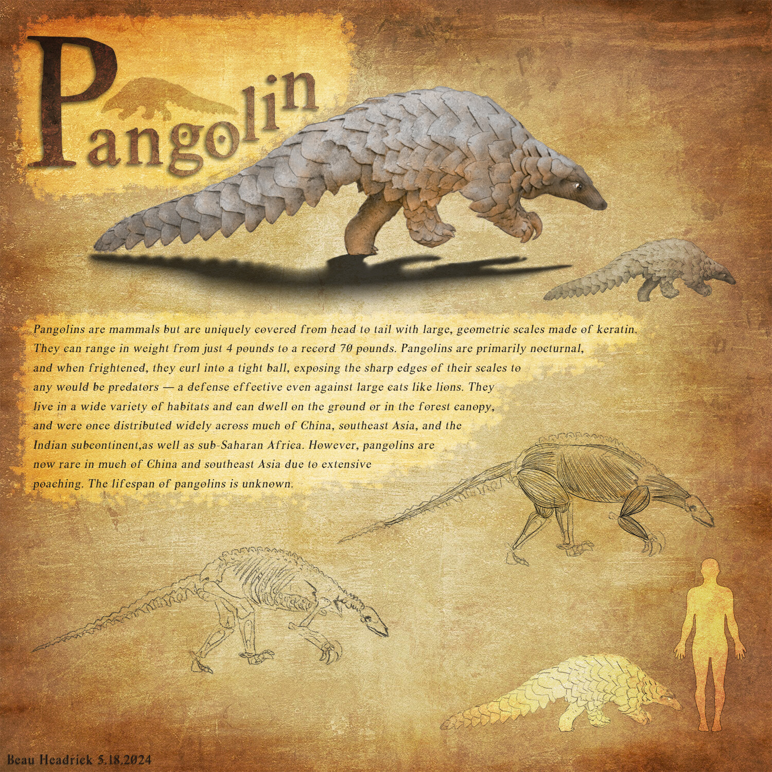 ArtStation - 𝖯𝖠𝖭𝖦𝖮𝖫𝖨𝖭 - 𝖢𝗋𝖾𝖺𝗍𝗎𝗋𝖾 𝖣𝗈𝖼𝗎𝗆𝖾𝗇𝗍𝖺𝗍𝗂𝗈𝗇