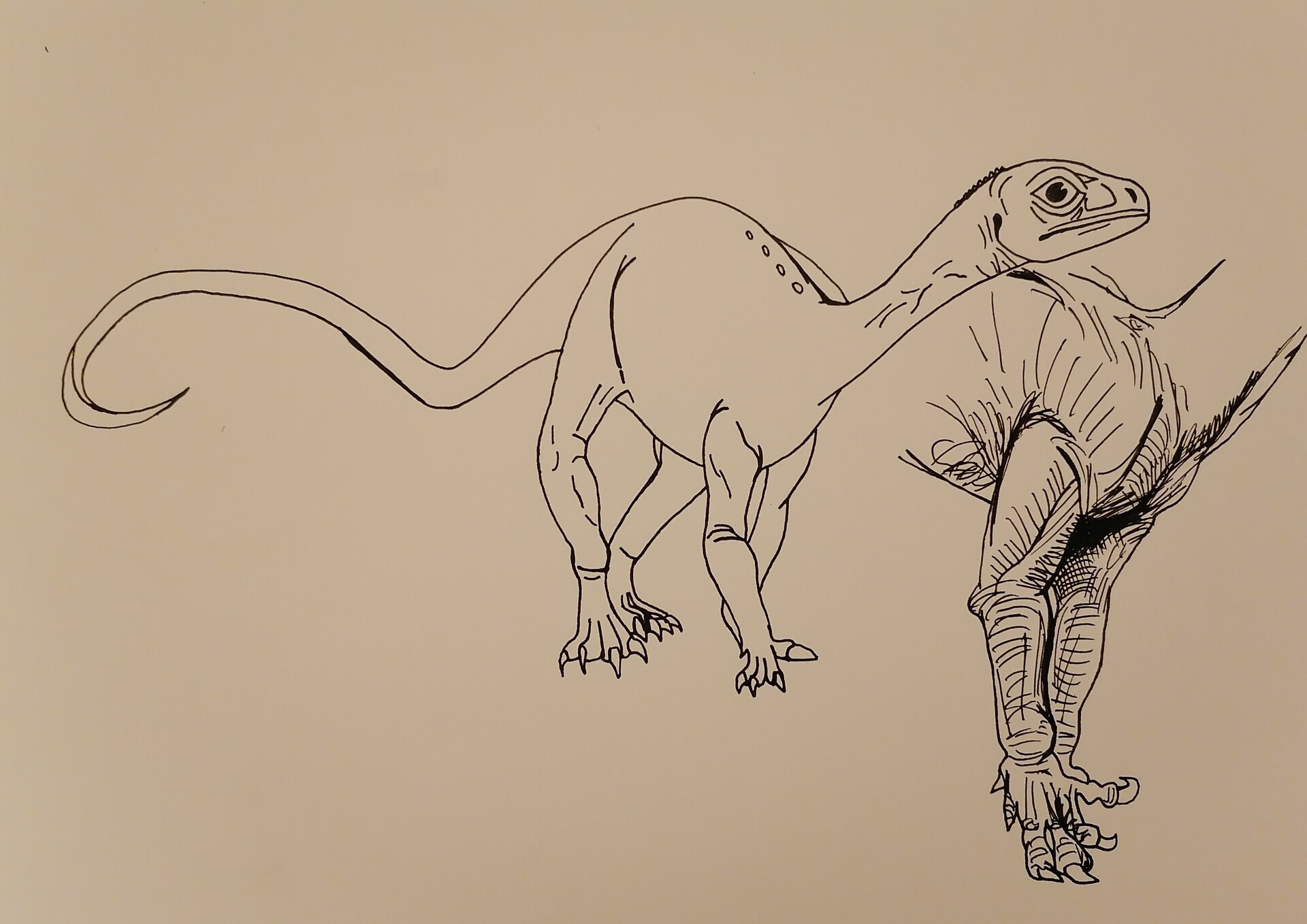 thecodontosaurus antiquus