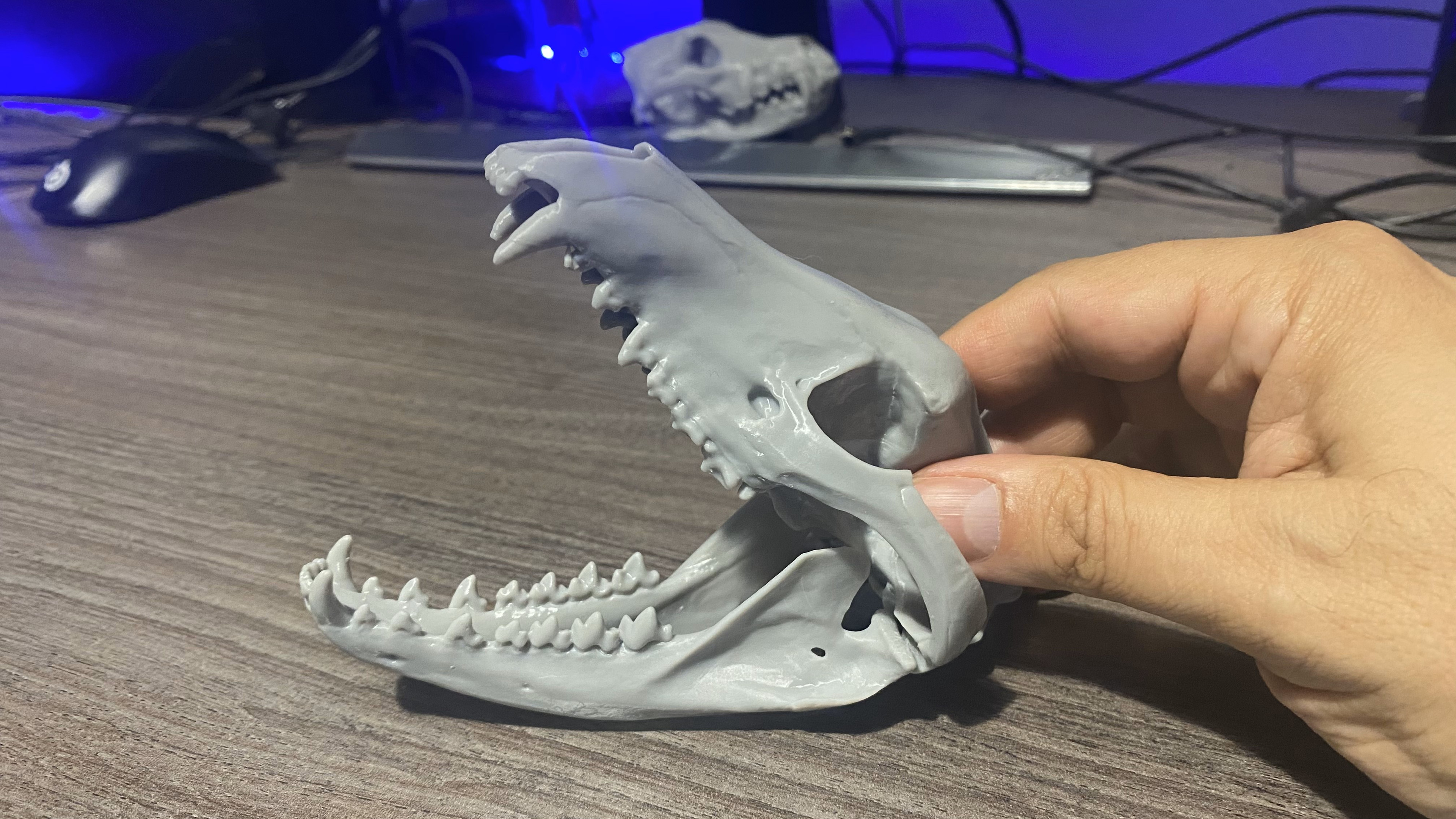 tiger skull 3d