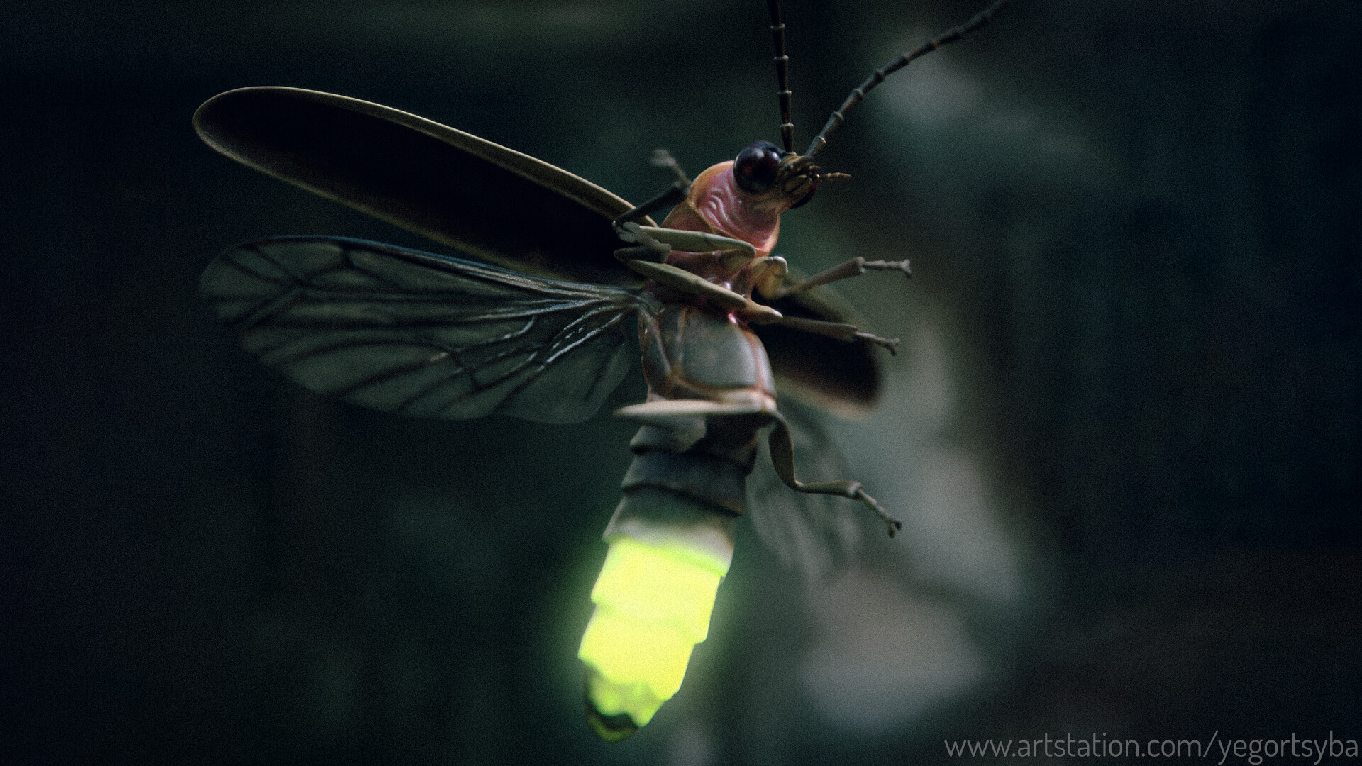 Firefly Insect Wallpaper Desktop