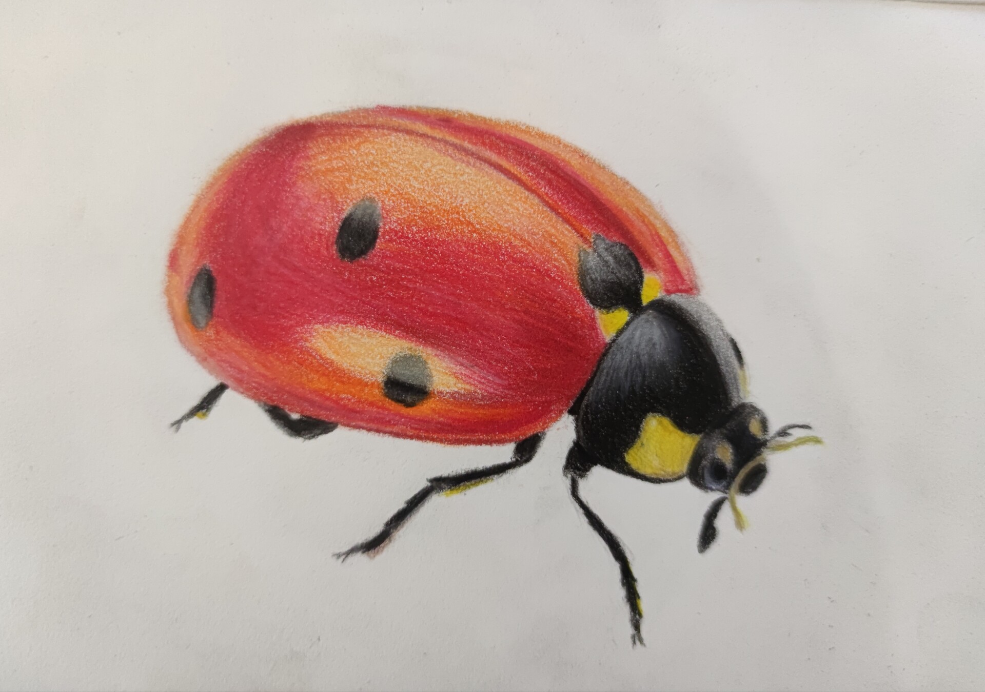 ArtStation - Lady bug. Colored pencils
