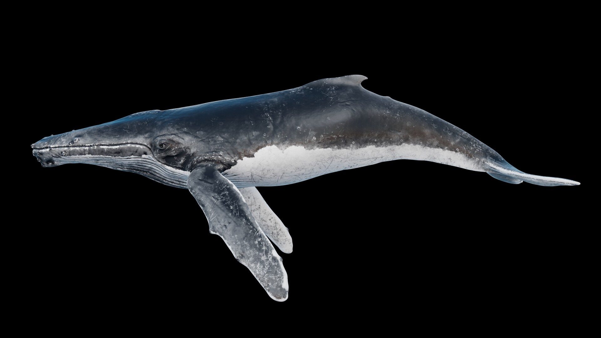 ArtStation - Humback Whale - Texture