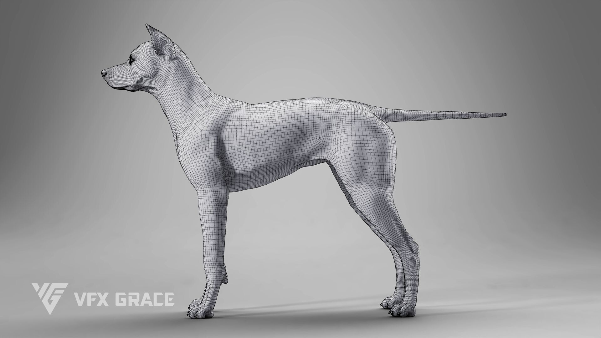 VFX models - Akita Dog Animated - MAYA Character Asset