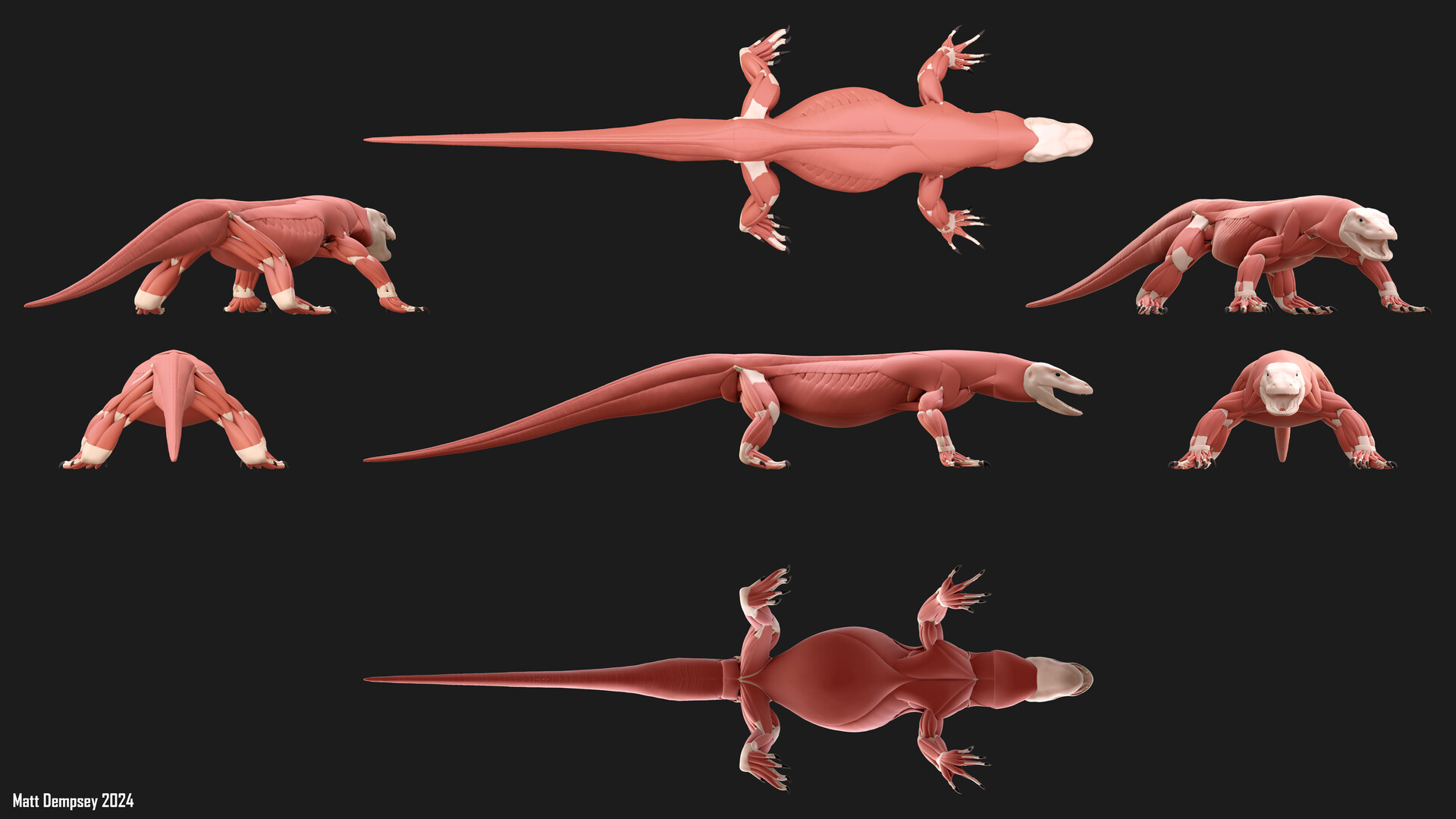 dragon muscle structure