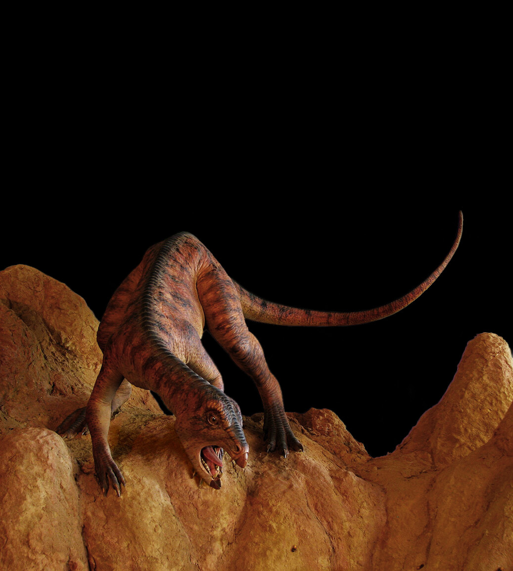 Steven Saunders - Heterodontosaur Male