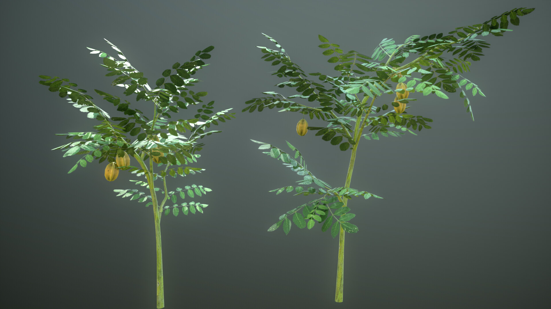 Mathy T - Harvestable Plants