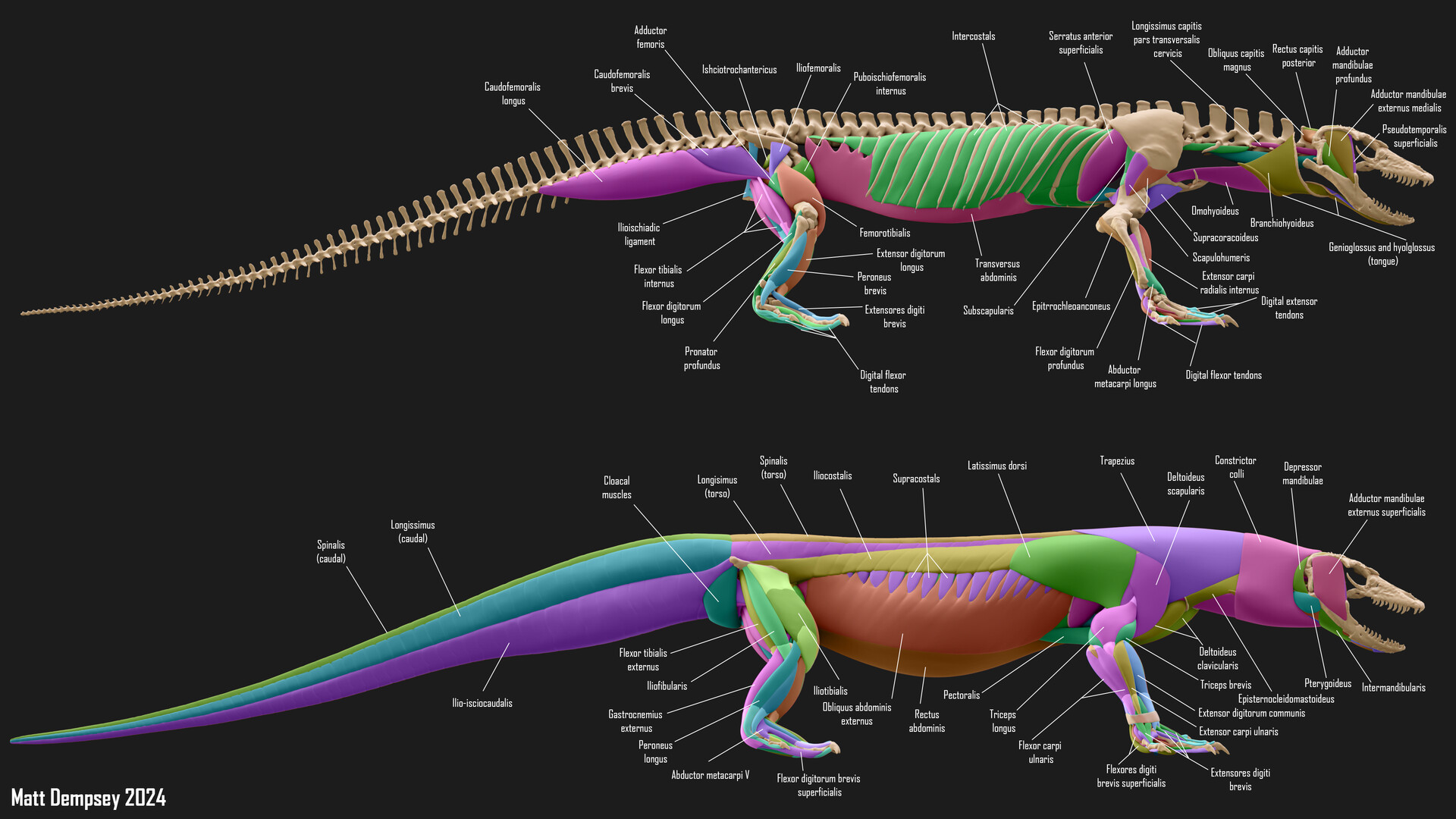 dragon muscle structure