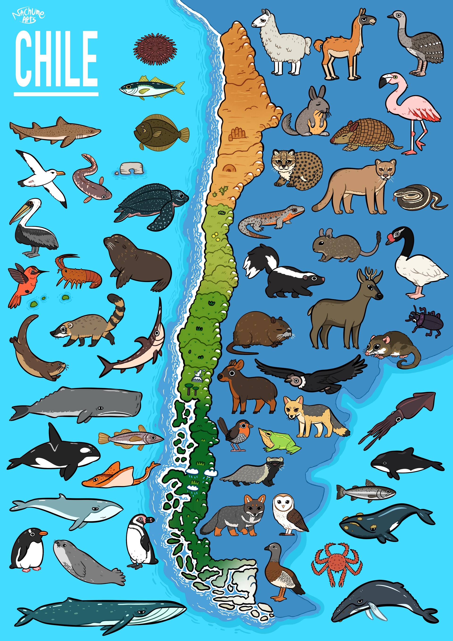 ArtStation - Animals from Chile