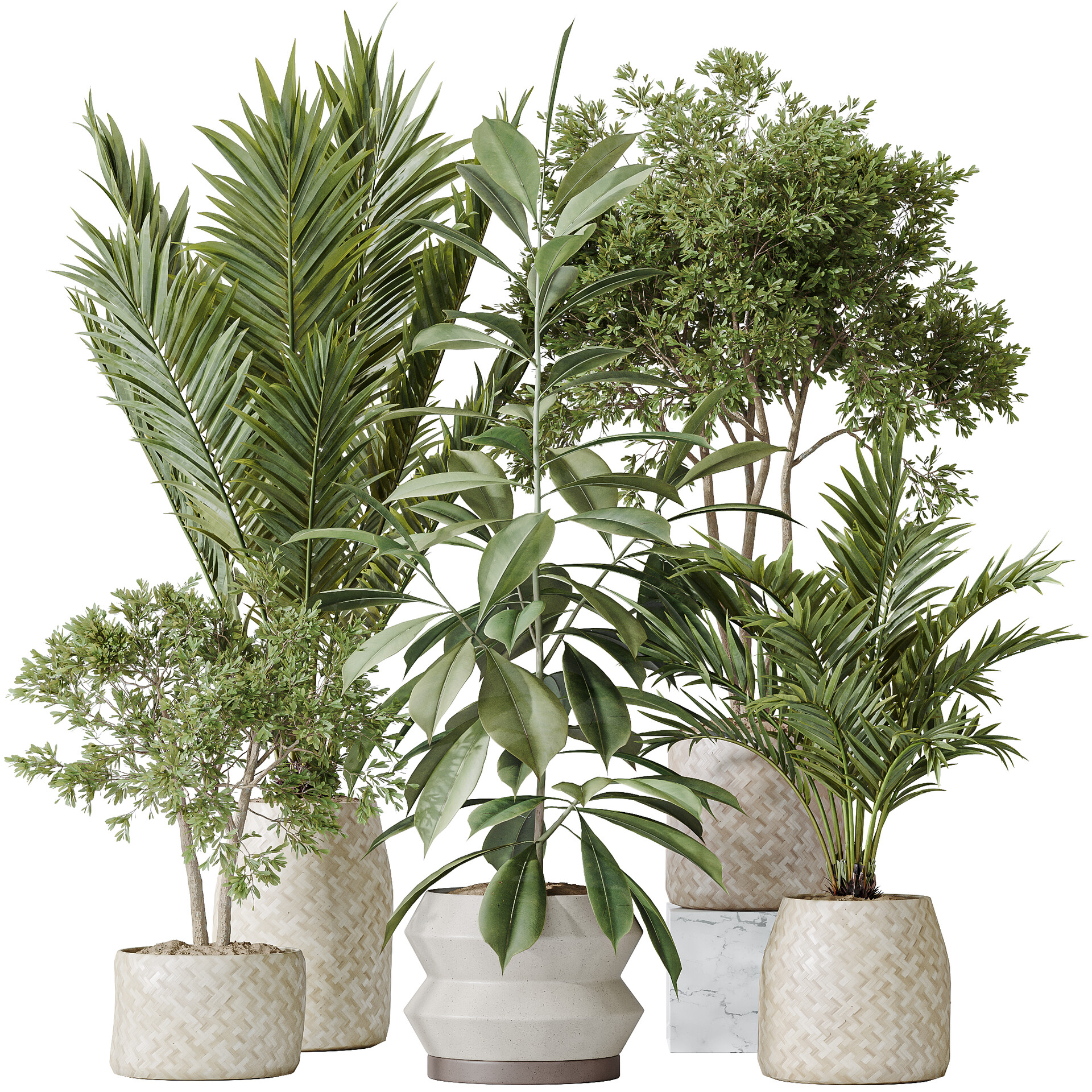 PANDORA Land - Indoor plants set 98 Areca Palm Kentia and Wilsonii ...