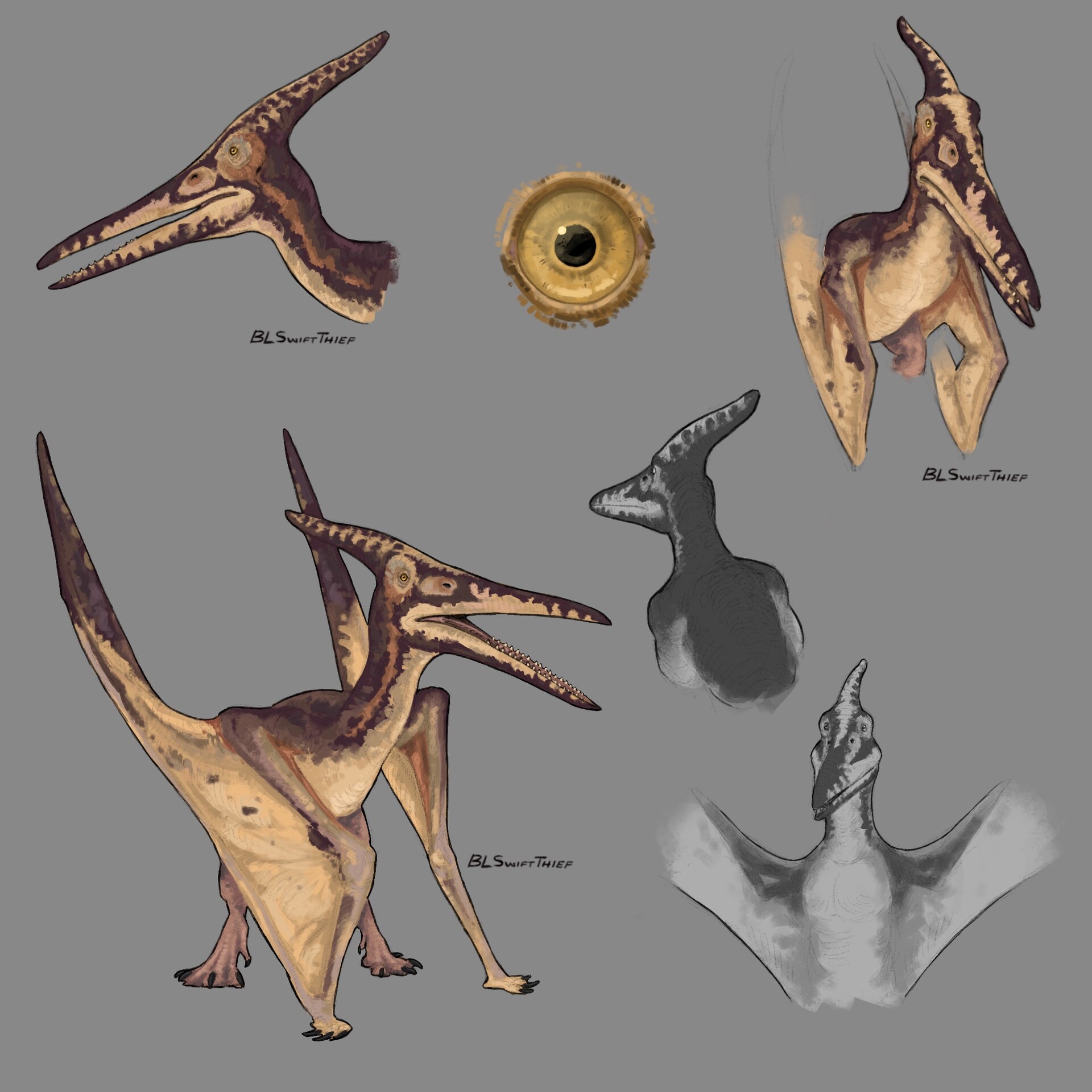 ArtStation - Pteranodon anatomy (JP3)