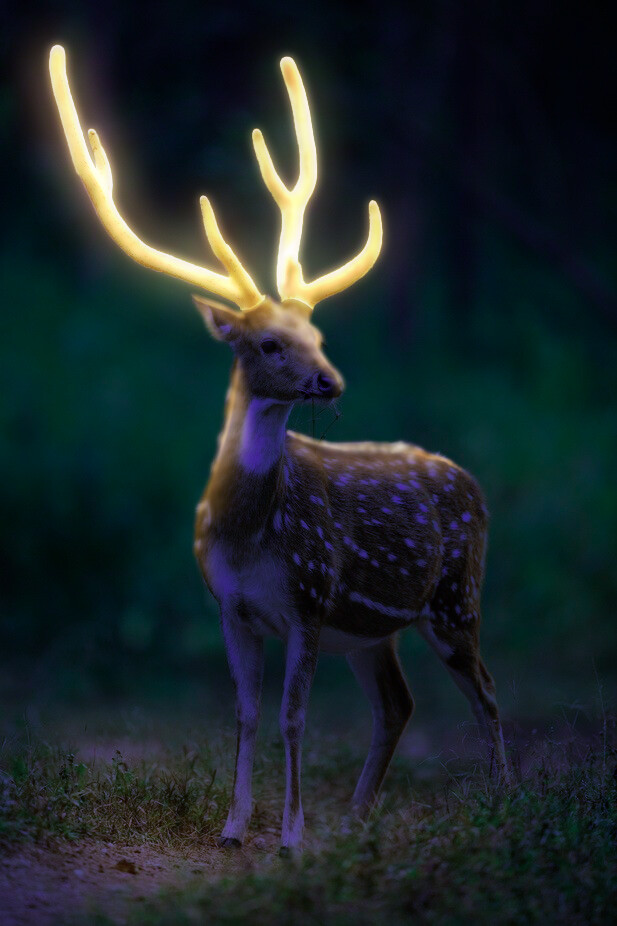 ArtStation - Magical Deer