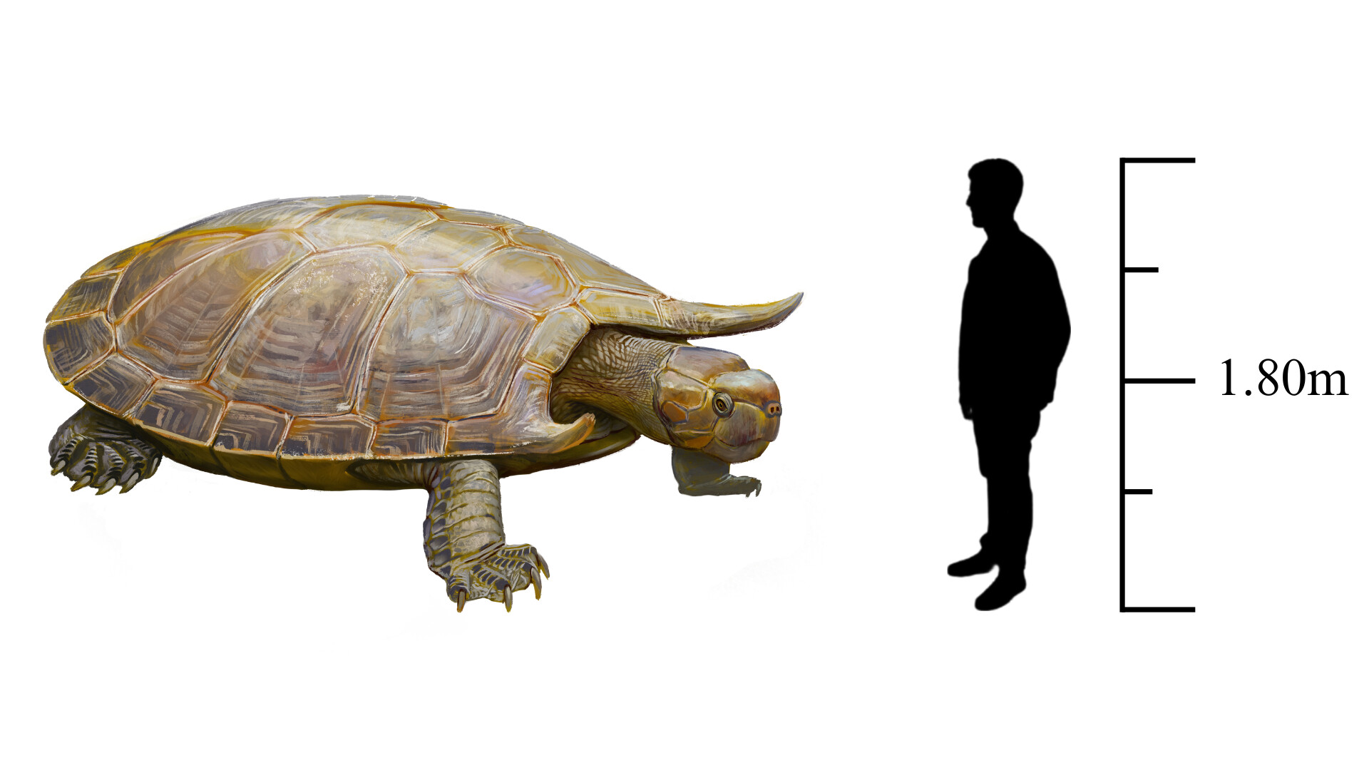 ArtStation - Paleoarte - Stupendemys souzai