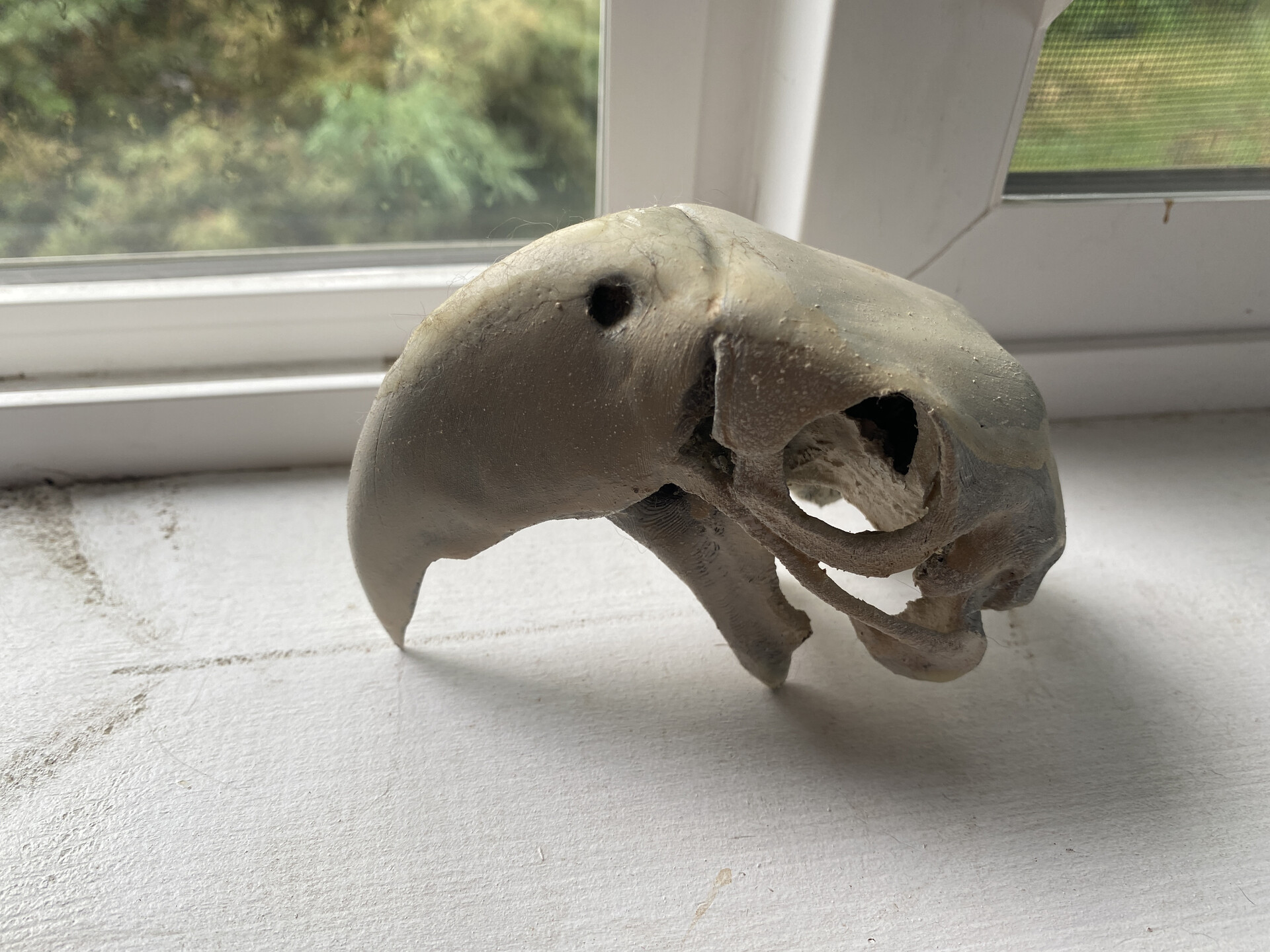 ArtStation - 3D Printed Macaw skull