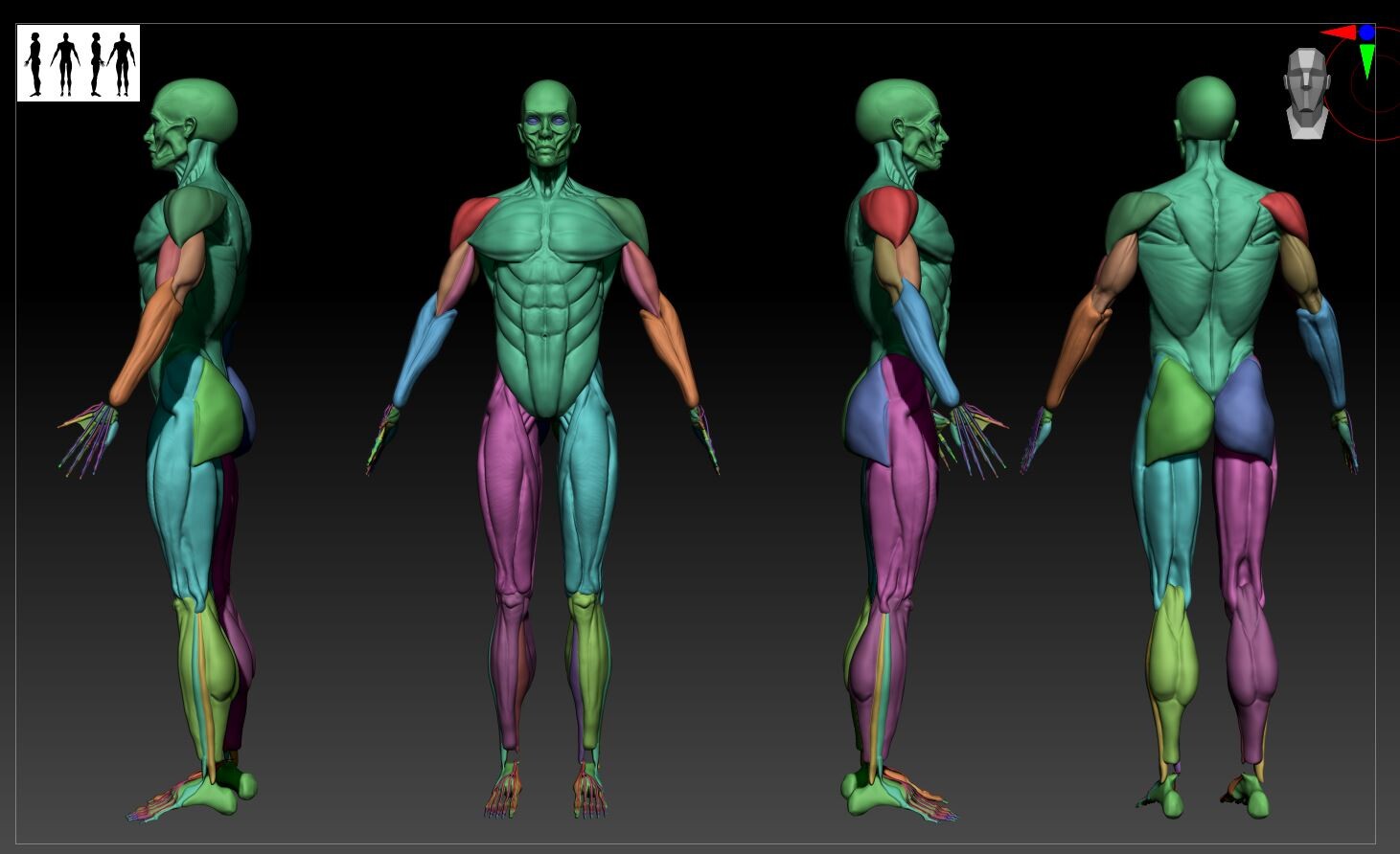 ArtStation - MAN's Anatomy