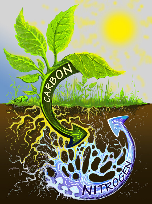ArtStation - Carbon Nitrogen Cycling
