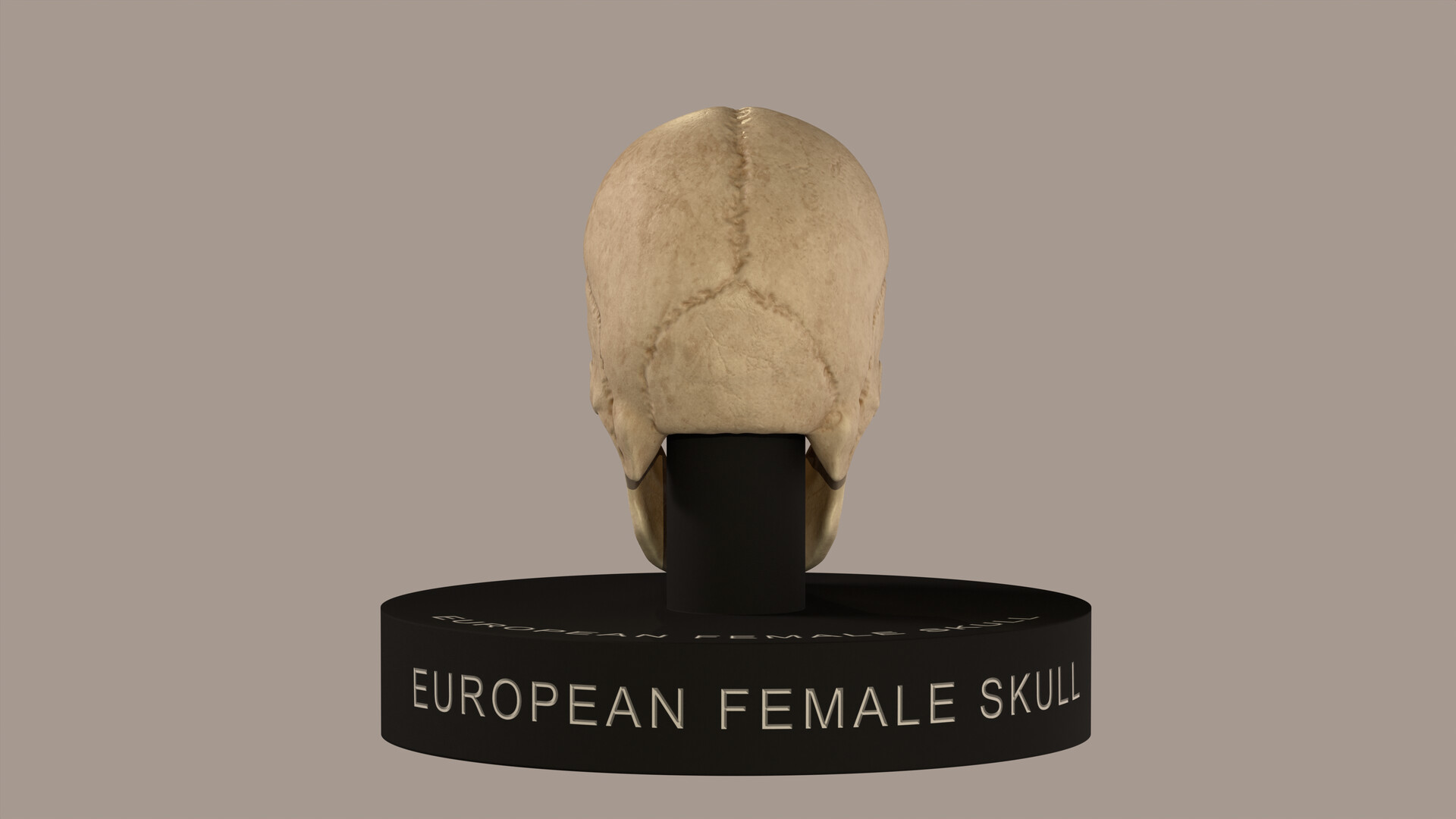 Ser Digital Art Studio - European Human Skull - Male and Female