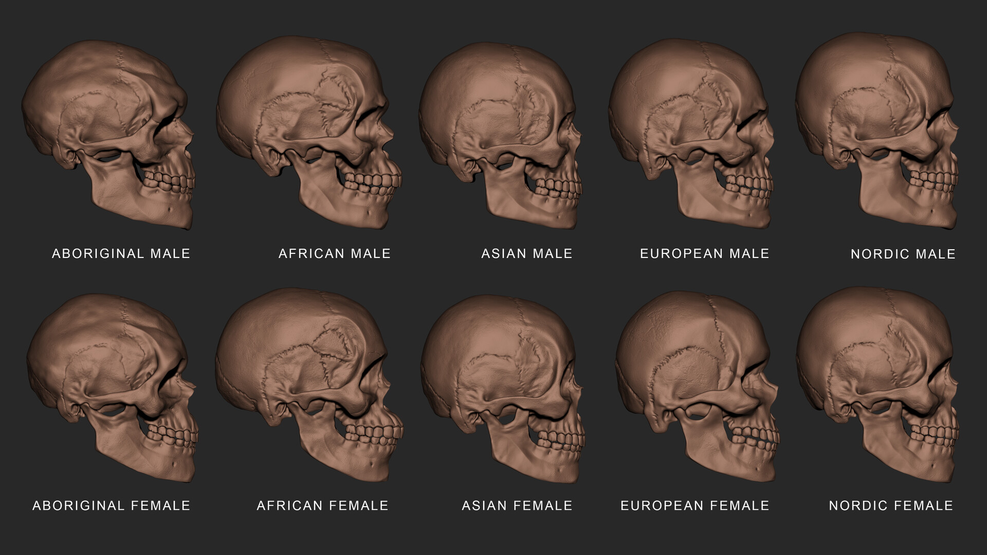 asian skull structure