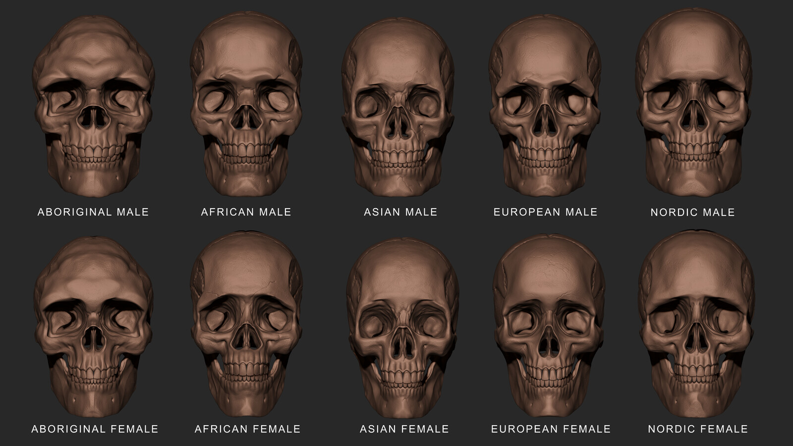 Ser Digital Art Studio - European Human Skull - Male and Female