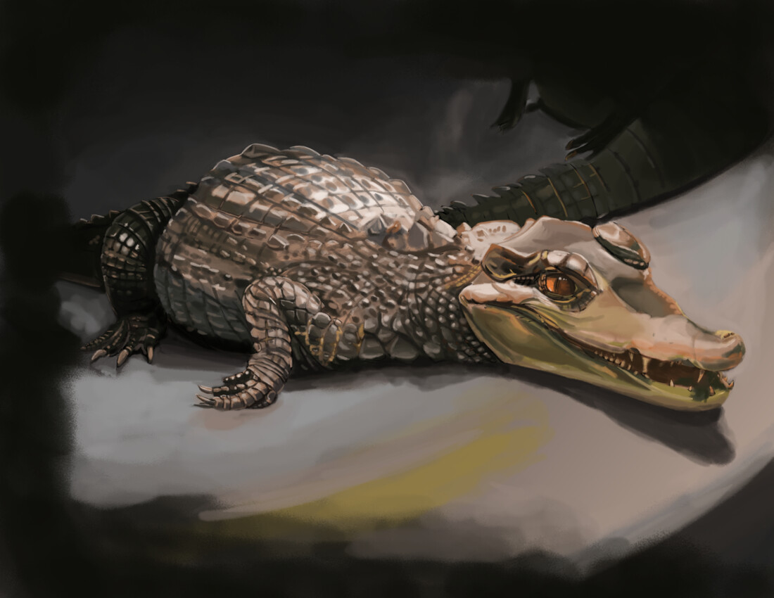 ArtStation - Alligator animal anatomy study
