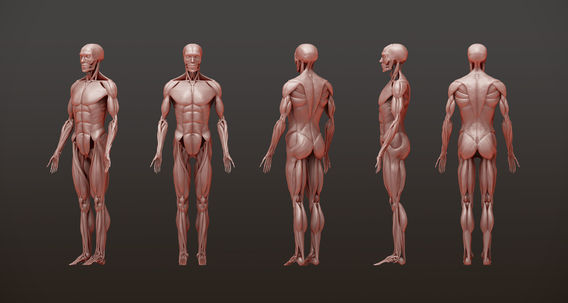 ArtStation - Male ecorche