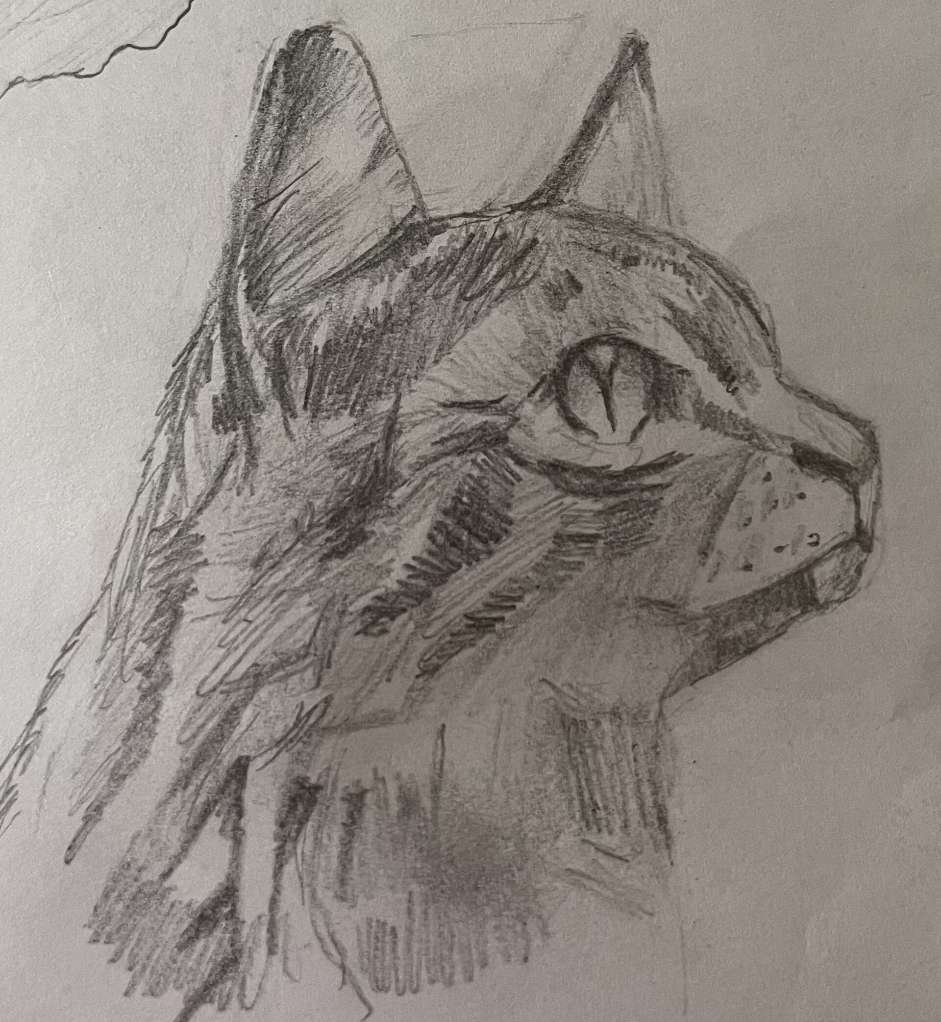 ArtStation - Quick cat sketch😊