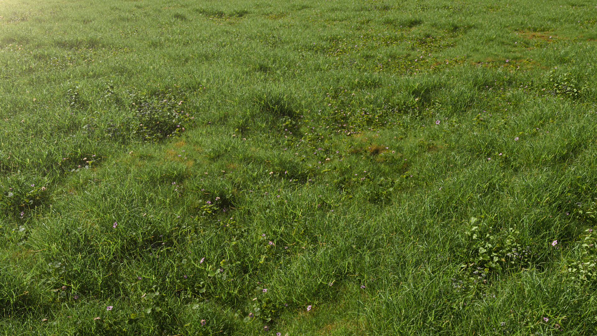 ArtStation - #Grassfield