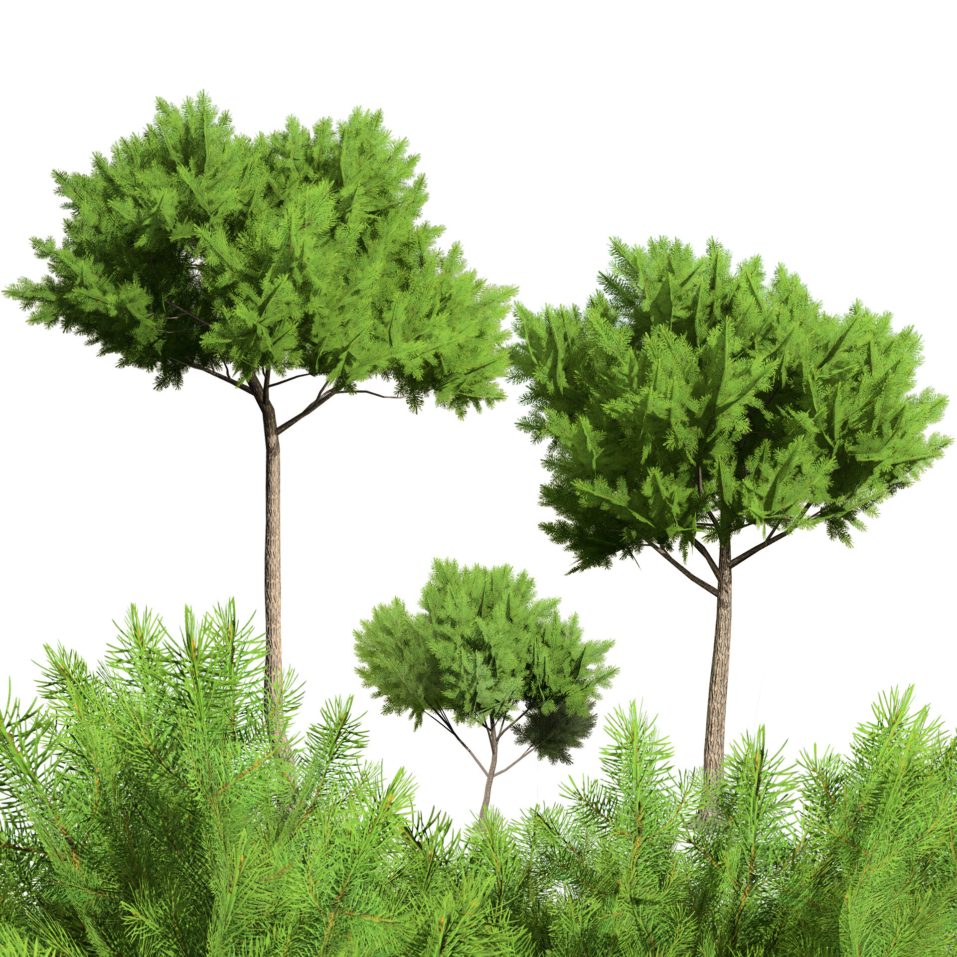 ArtStation - low-poly Mediterranean stone pine trees
