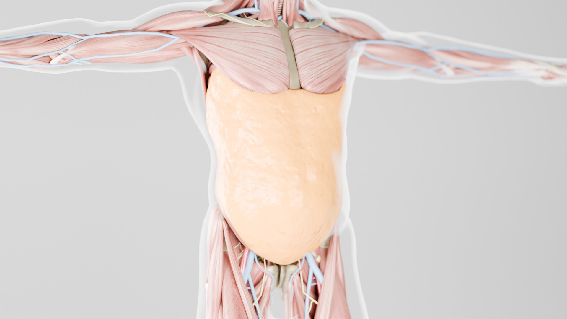 ArtStation - 3D Medical Animation Showreel