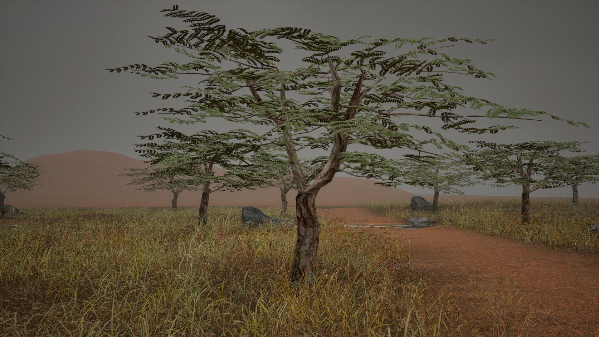 Sigrid Amazona - Savannah Field