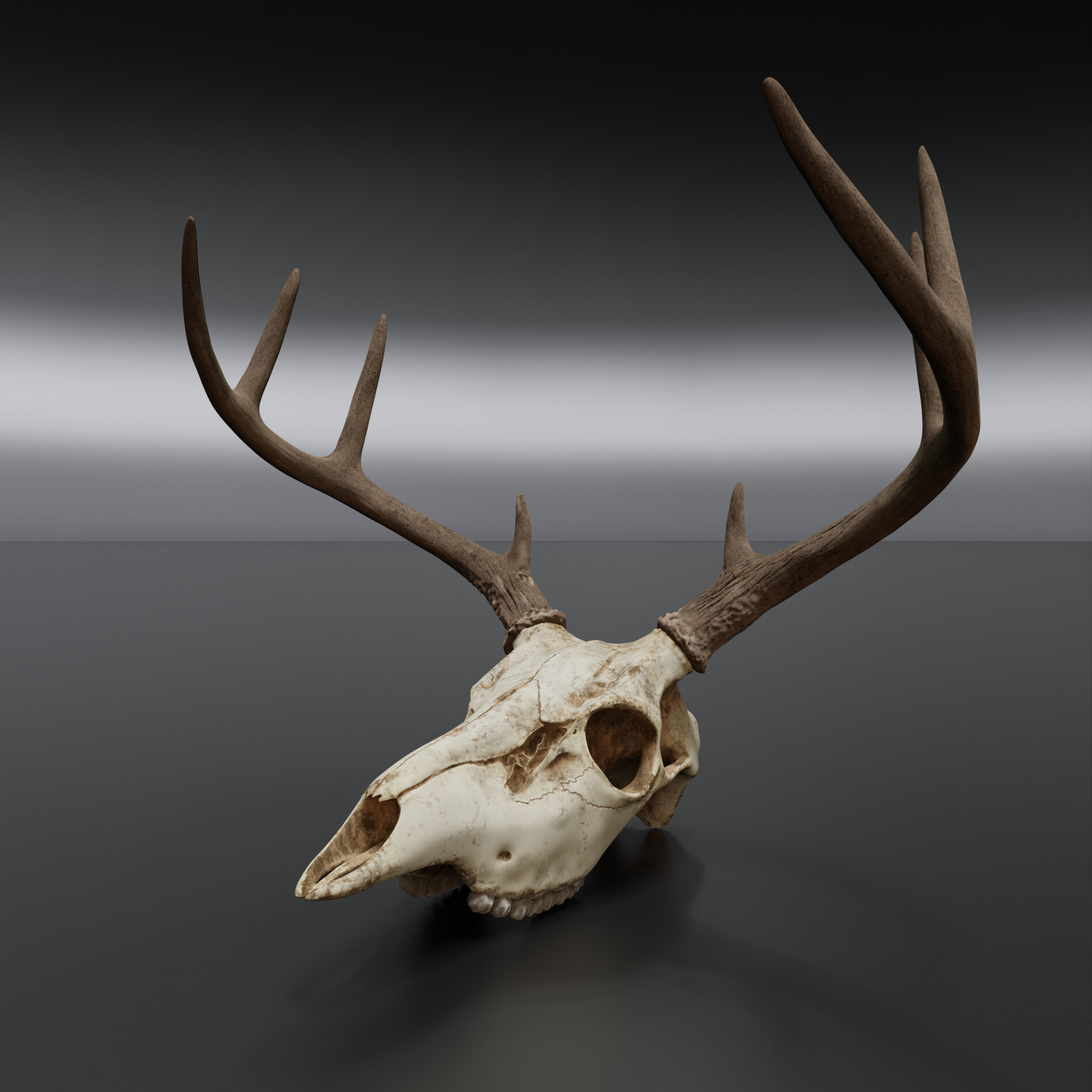 ArtStation - Whitetail Deer Skull 3D Model