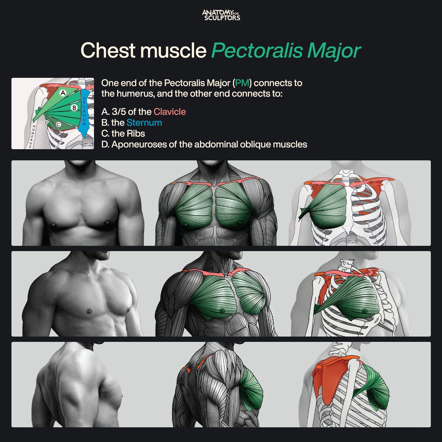 ArtStation - Chest muscle Pectoralis Major